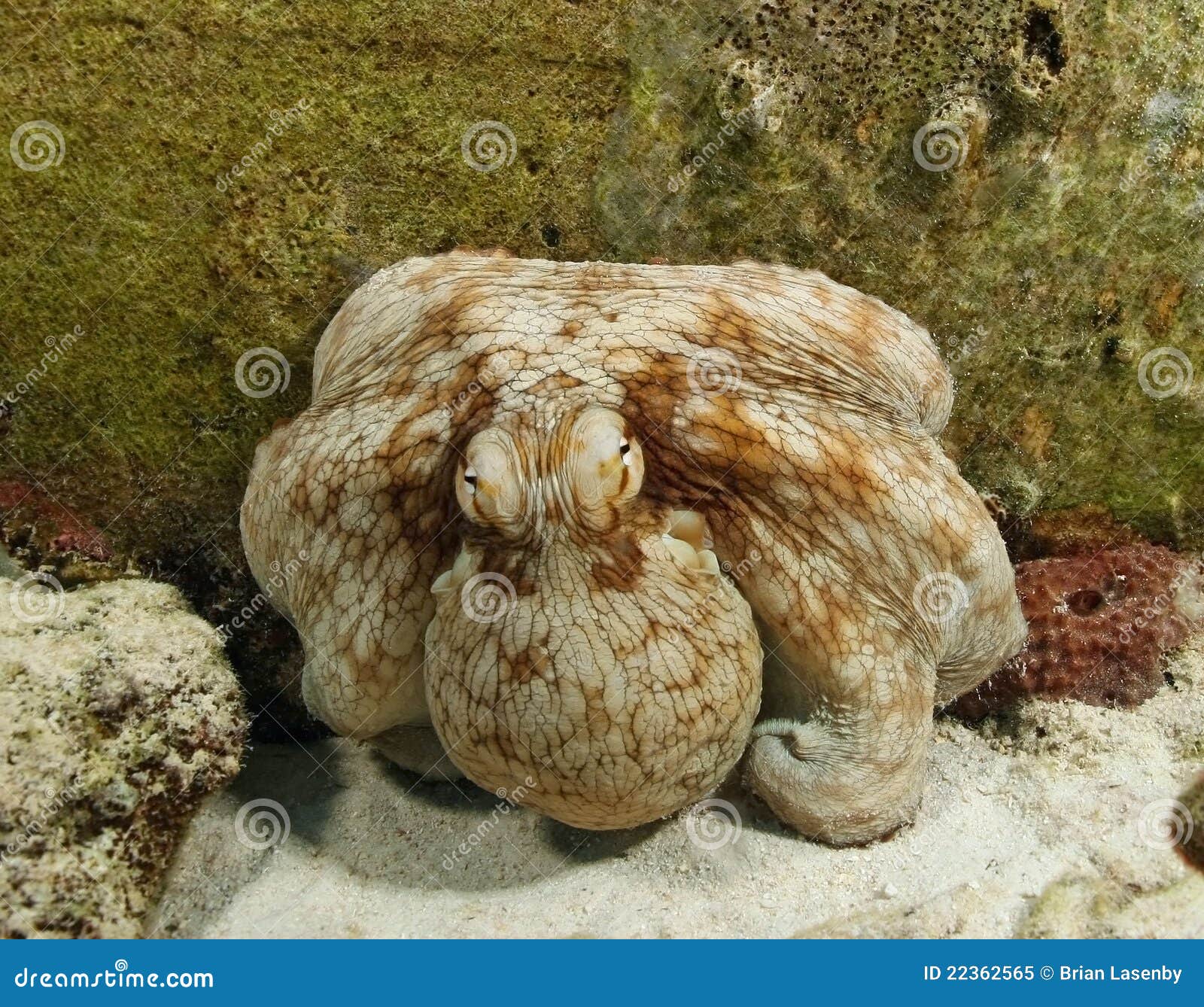 Common Octopus (Octopus Vulgaris) - Bonaire Stock Image - Image of head ...