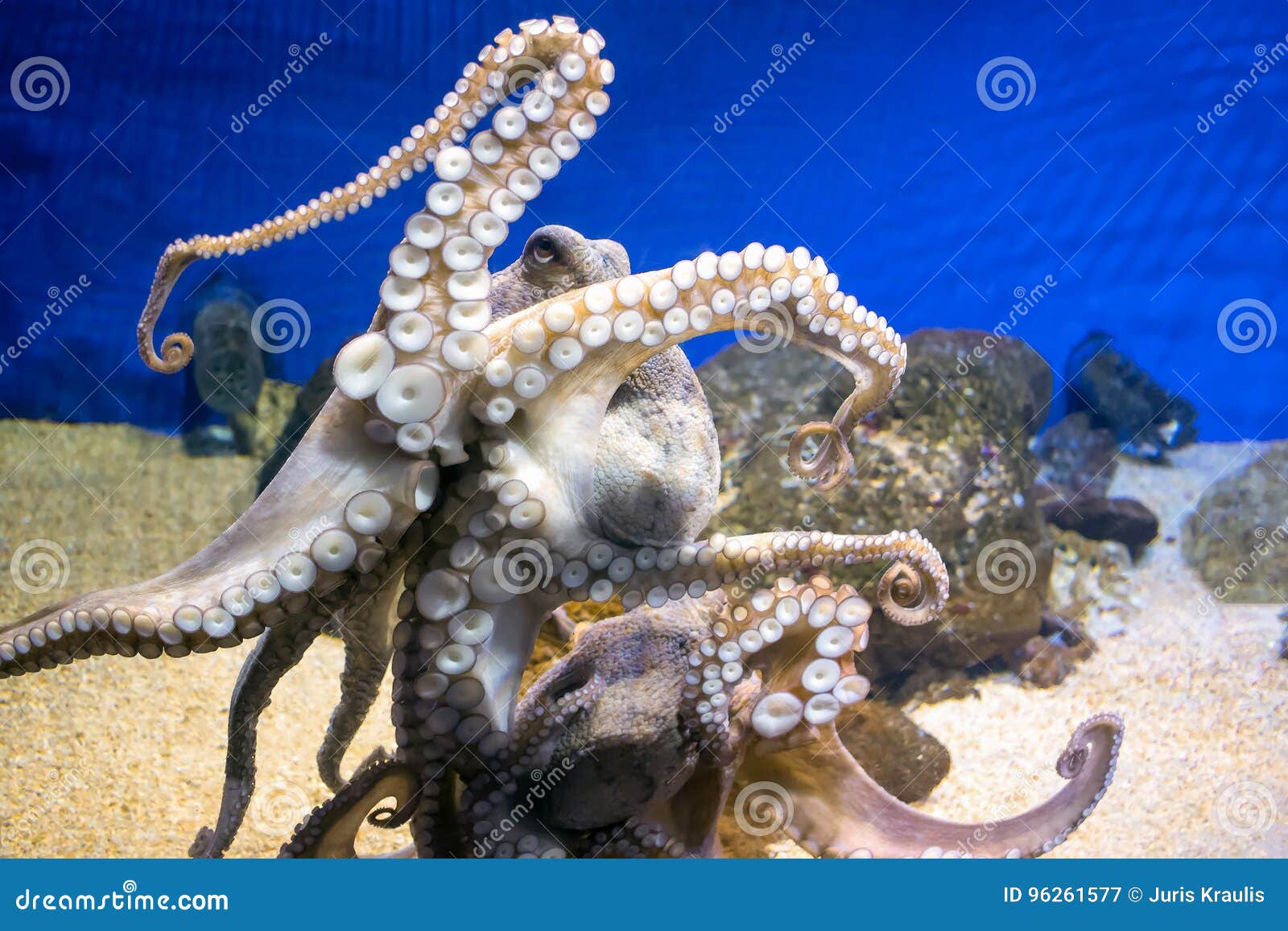 Common Octopus in Sea Water Aquarium Stock Image - Image of natural ...