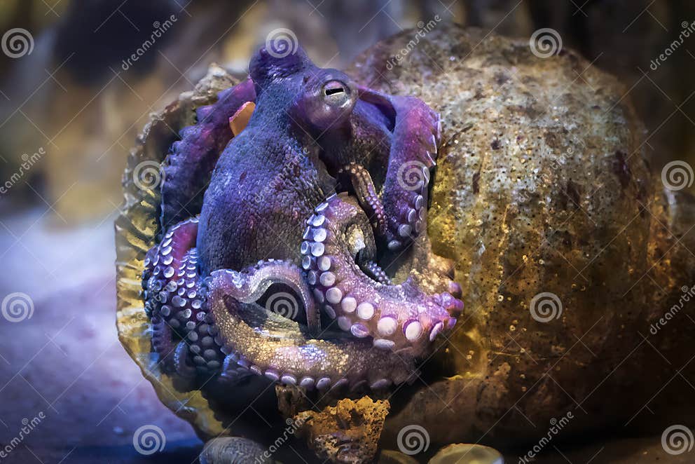 Common Octopus on a shell stock photo. Image of animal - 310169056
