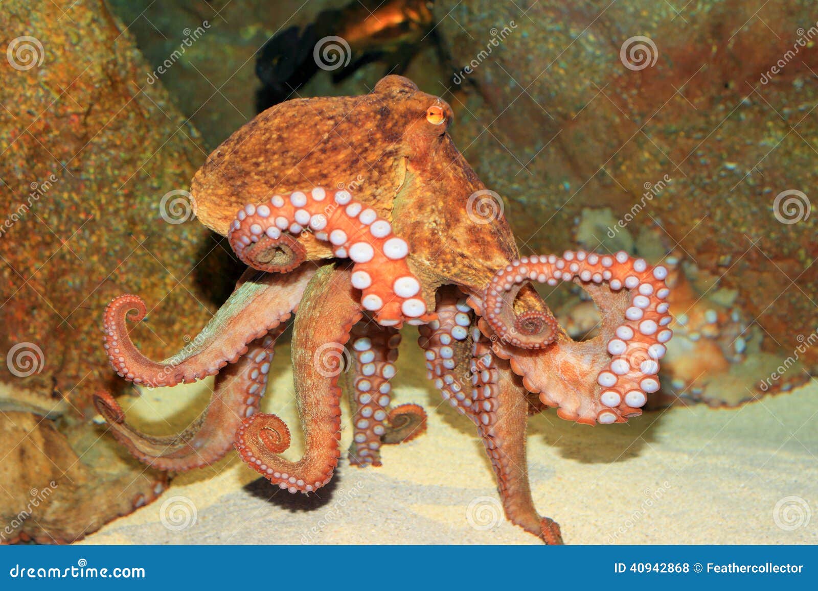 Common Octopus Stock Photo - Image: 40942868