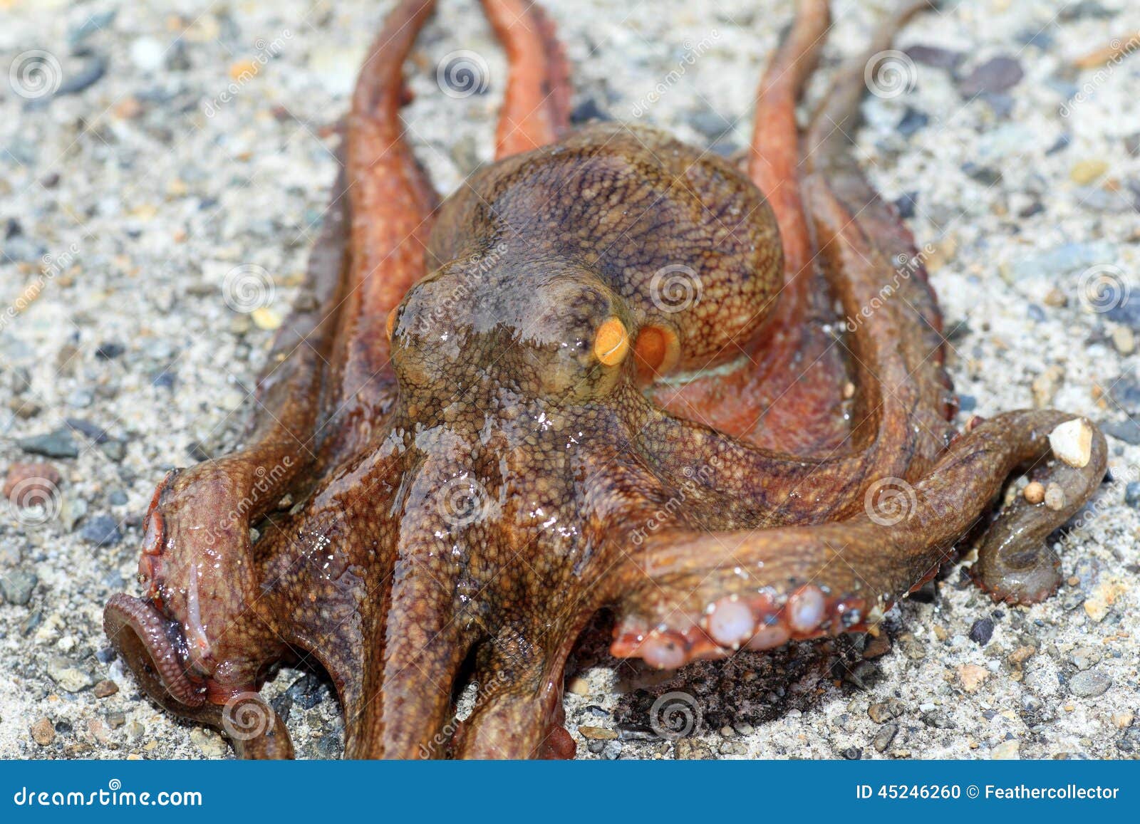 Common octopus stock photo. Image of pacific, common - 45246260