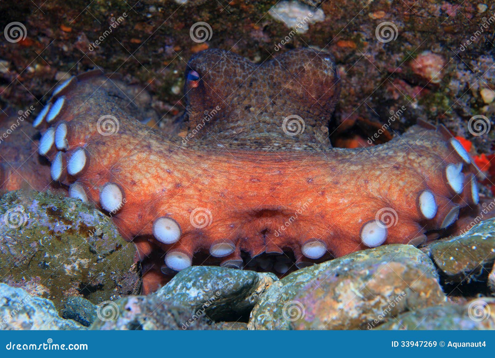 Common octopus stock image. Image of atlantic, canaries - 33947269