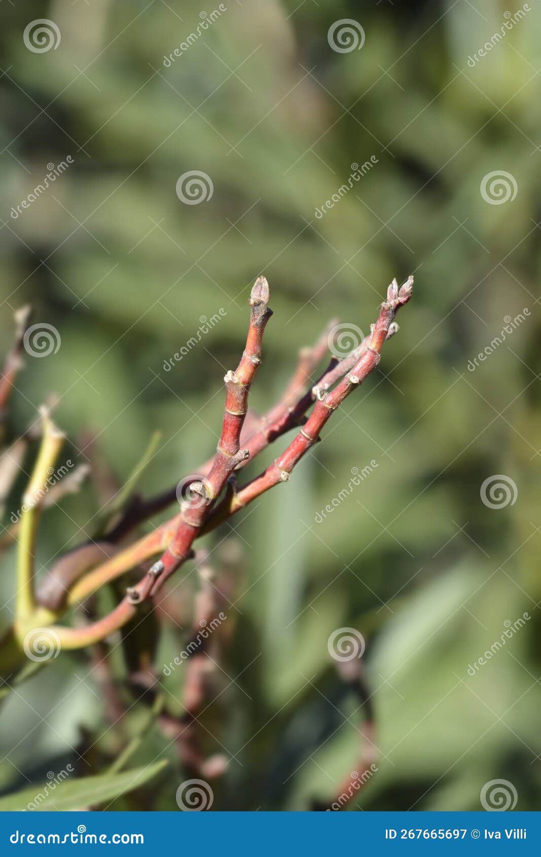 Common oleander stock image. Image of branch, winter - 267665697