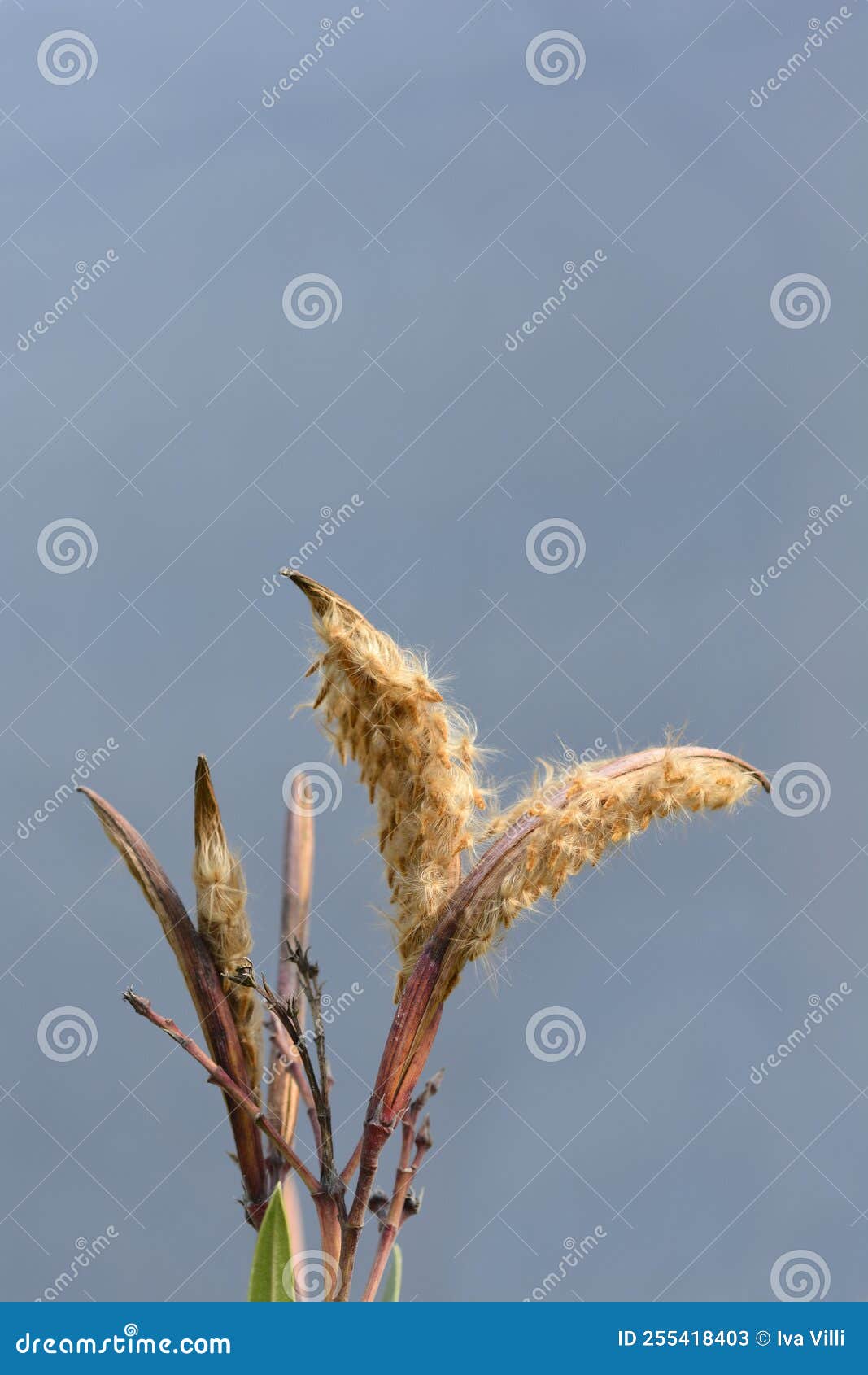 Common oleander stock image. Image of spring, brown - 255418403