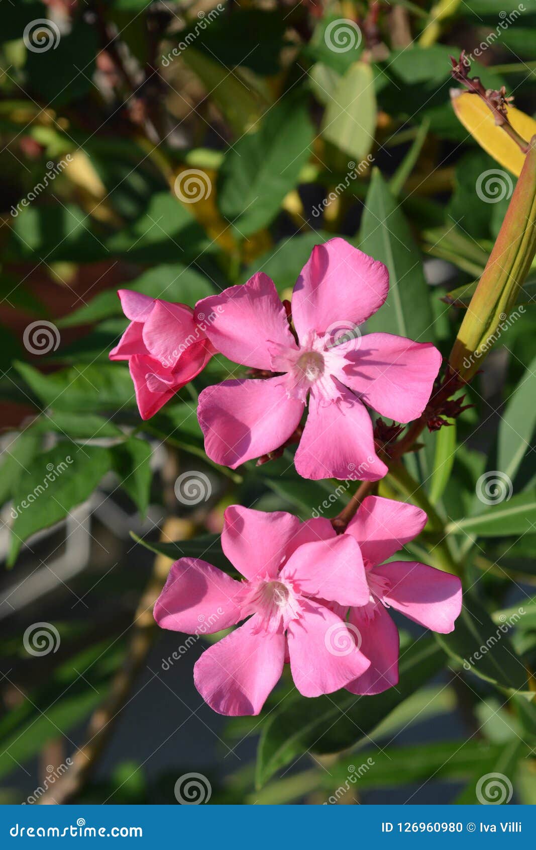 Common oleander stock photo. Image of close, summer - 126960980