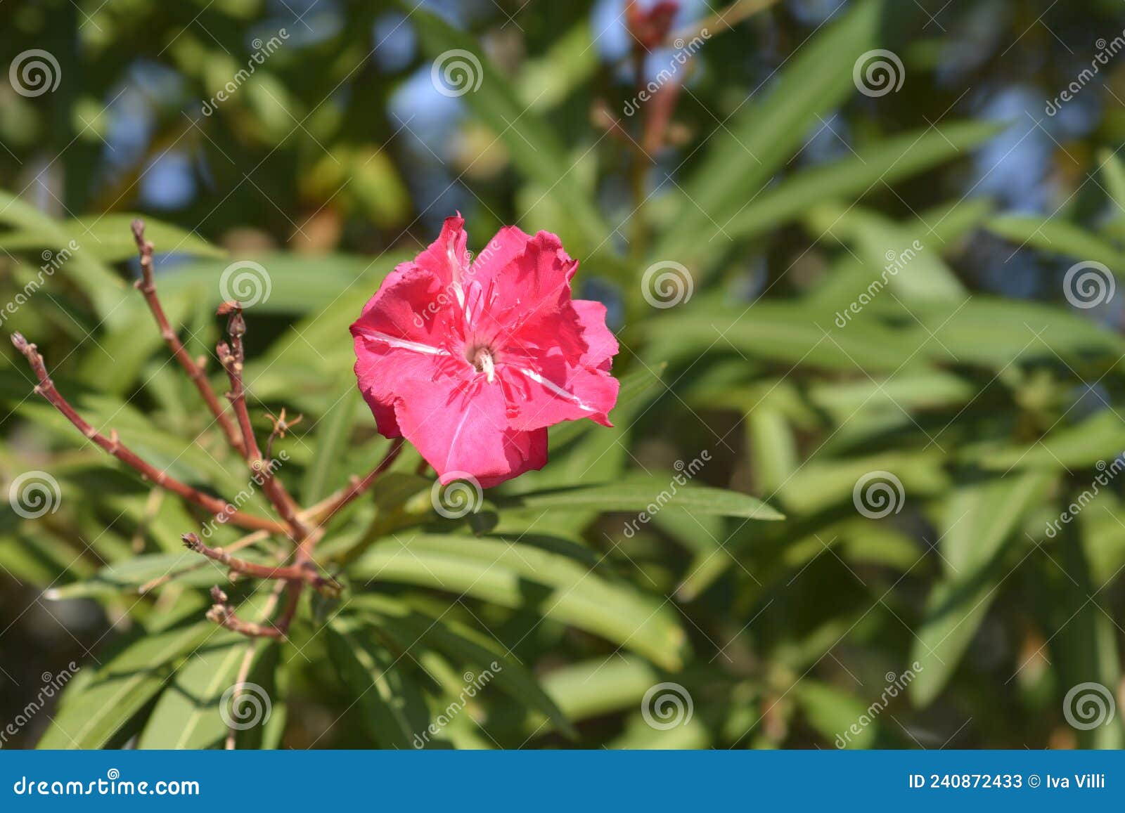 Common oleander stock image. Image of garden, rose, leaf - 240872433