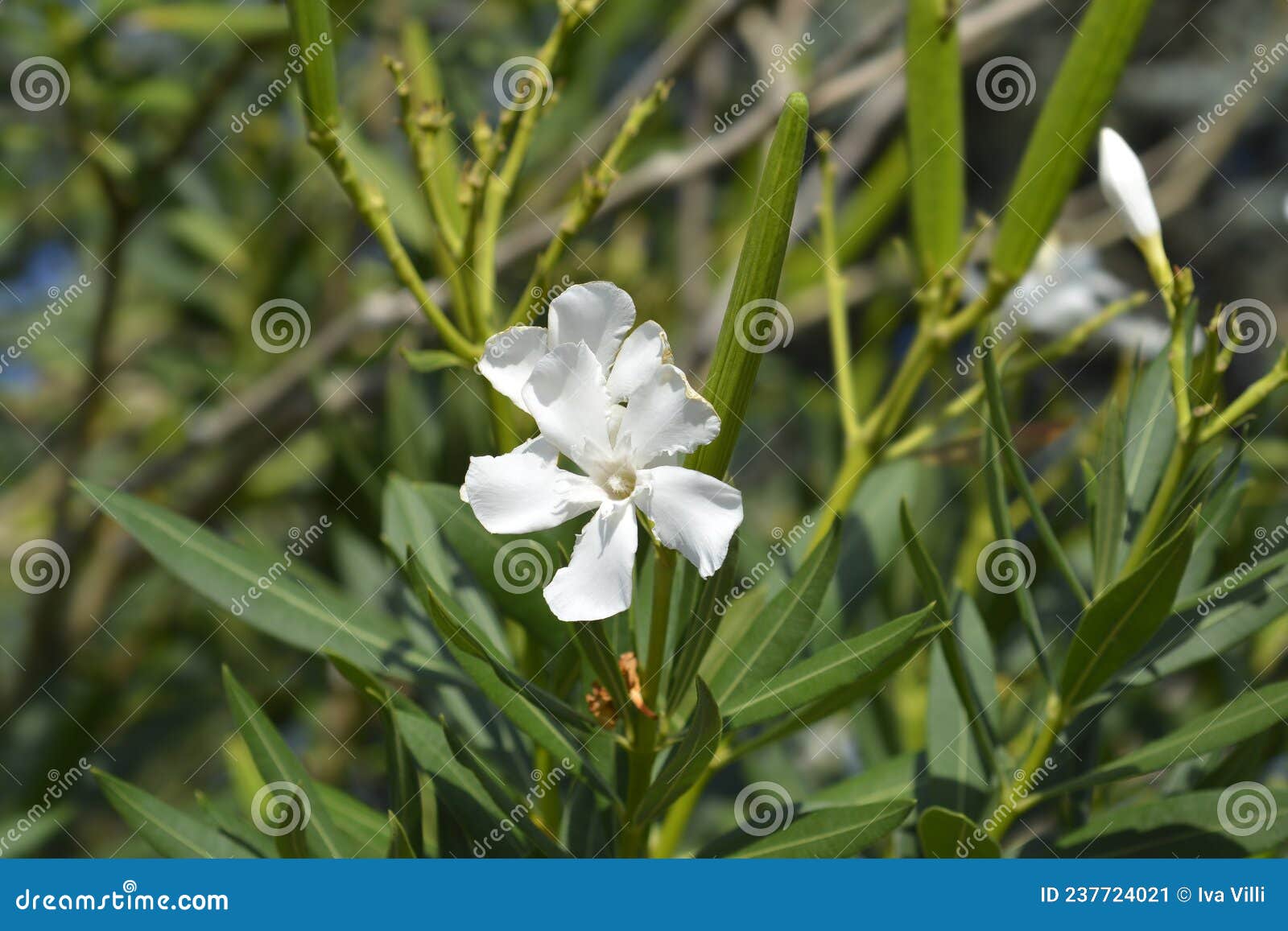 Common oleander stock image. Image of outdoors, common - 237724021