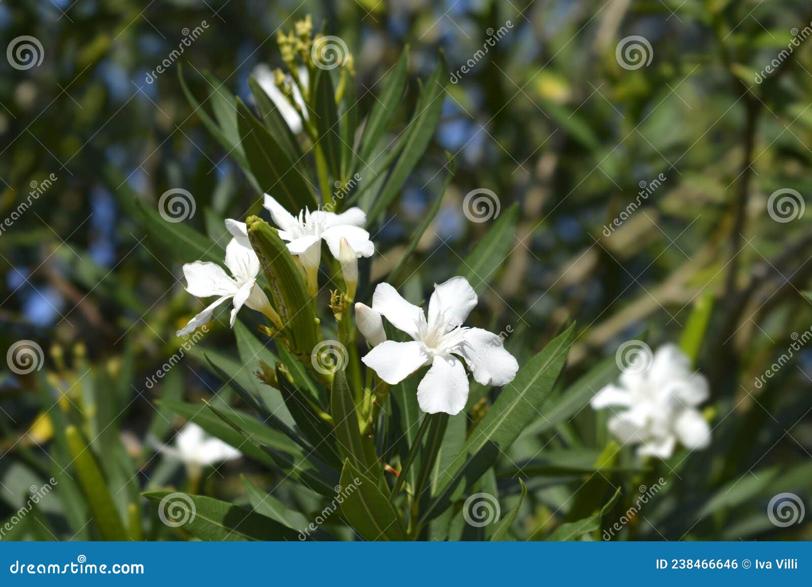 Common oleander stock photo. Image of pale, pink, plant - 238466646