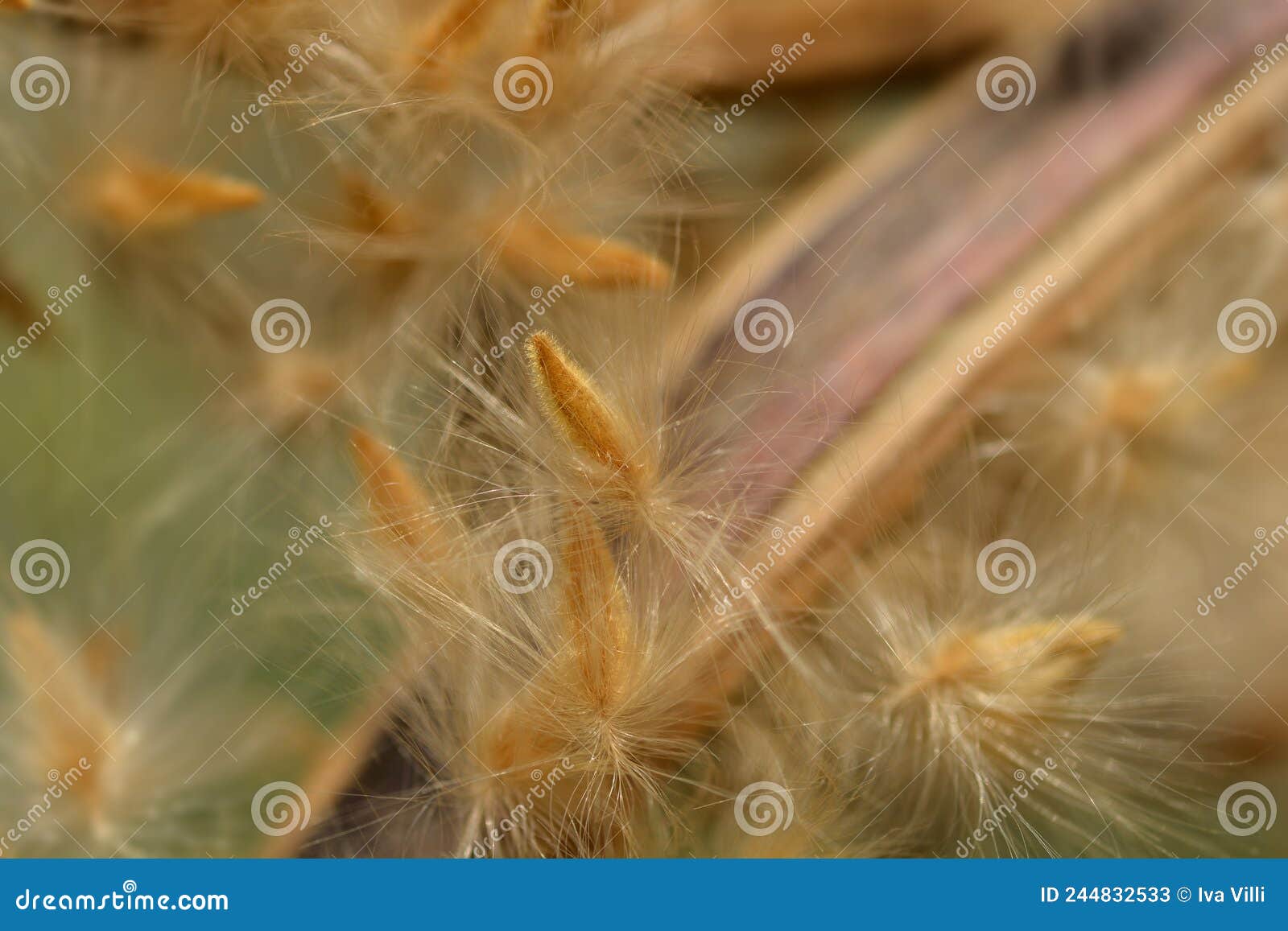 Common oleander stock image. Image of nerium, nature - 244832533