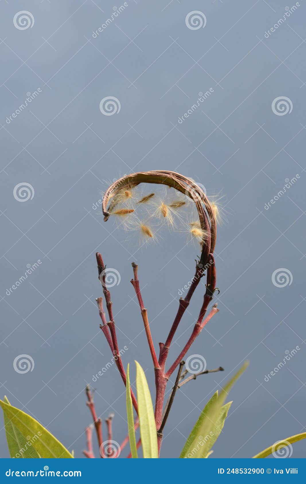 Common oleander stock photo. Image of shrub, open, botany - 248532900