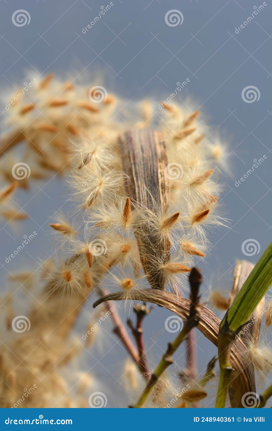 Common oleander stock image. Image of close, nature - 248940361