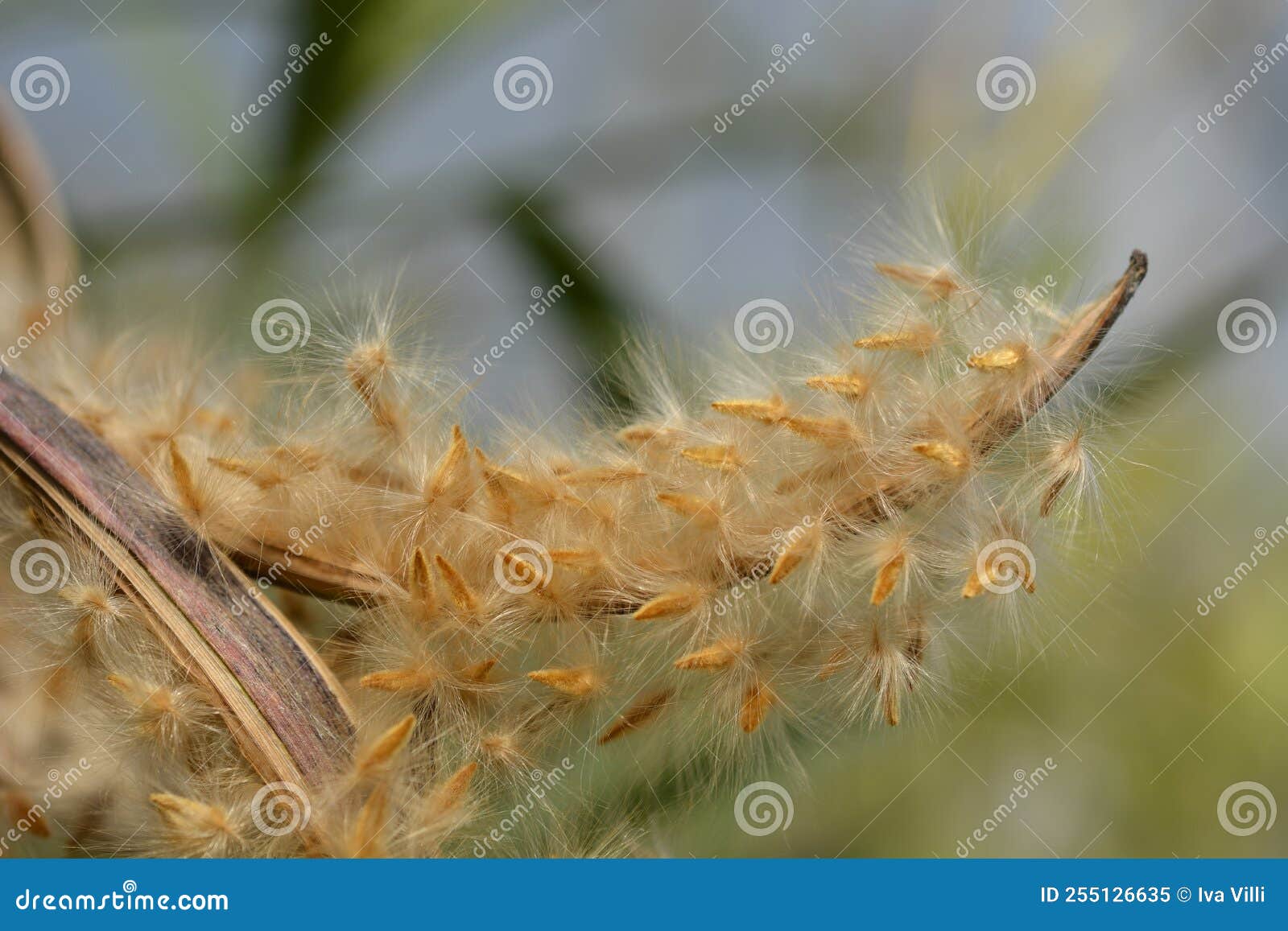 Common oleander stock image. Image of nerium, plant - 255126635