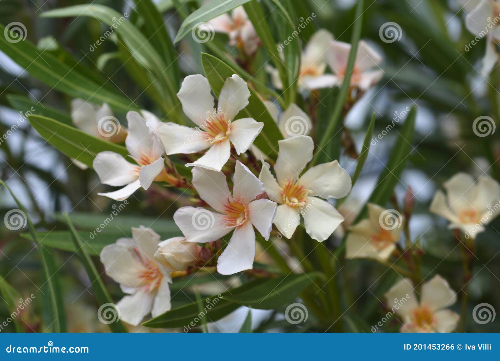 Common oleander stock photo. Image of shrub, tree, nerium - 201453266