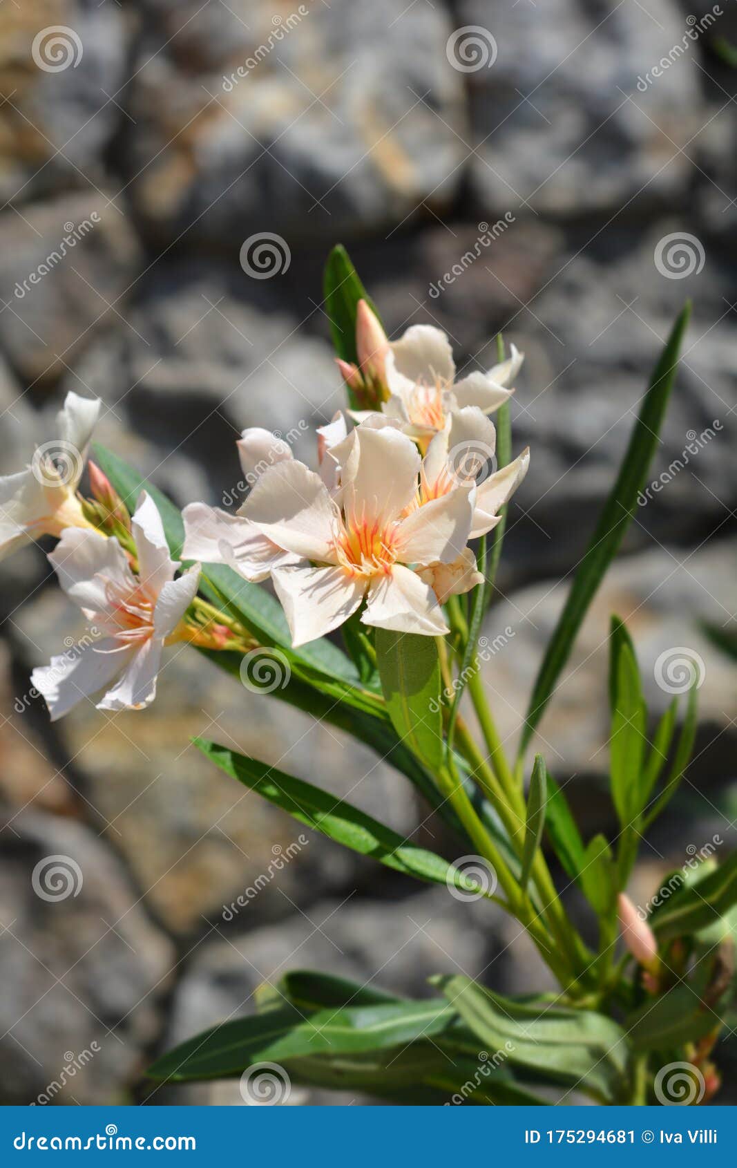 Common oleander stock image. Image of leaf, common, pale - 175294681