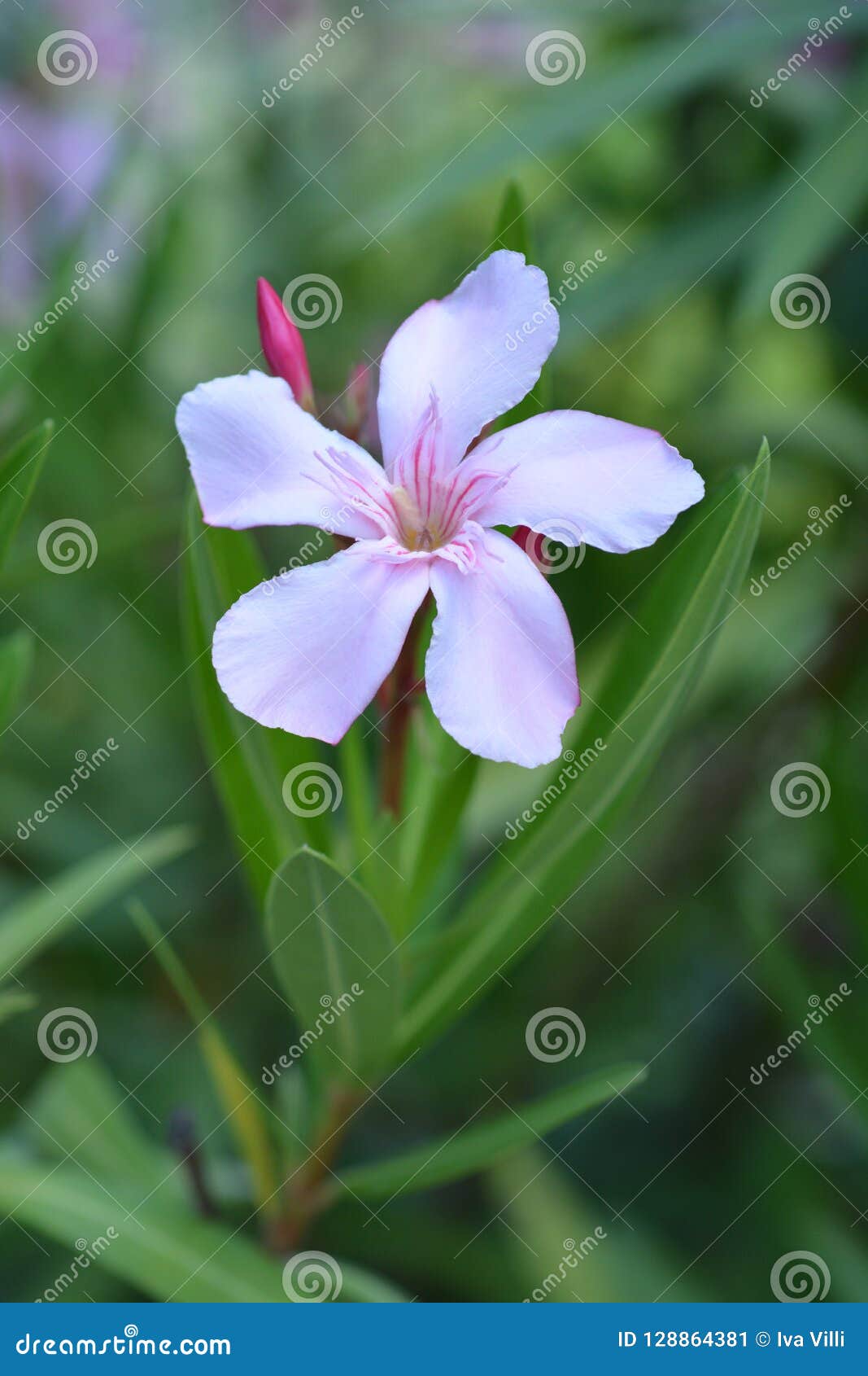Common oleander stock image. Image of shrub, close, common - 128864381