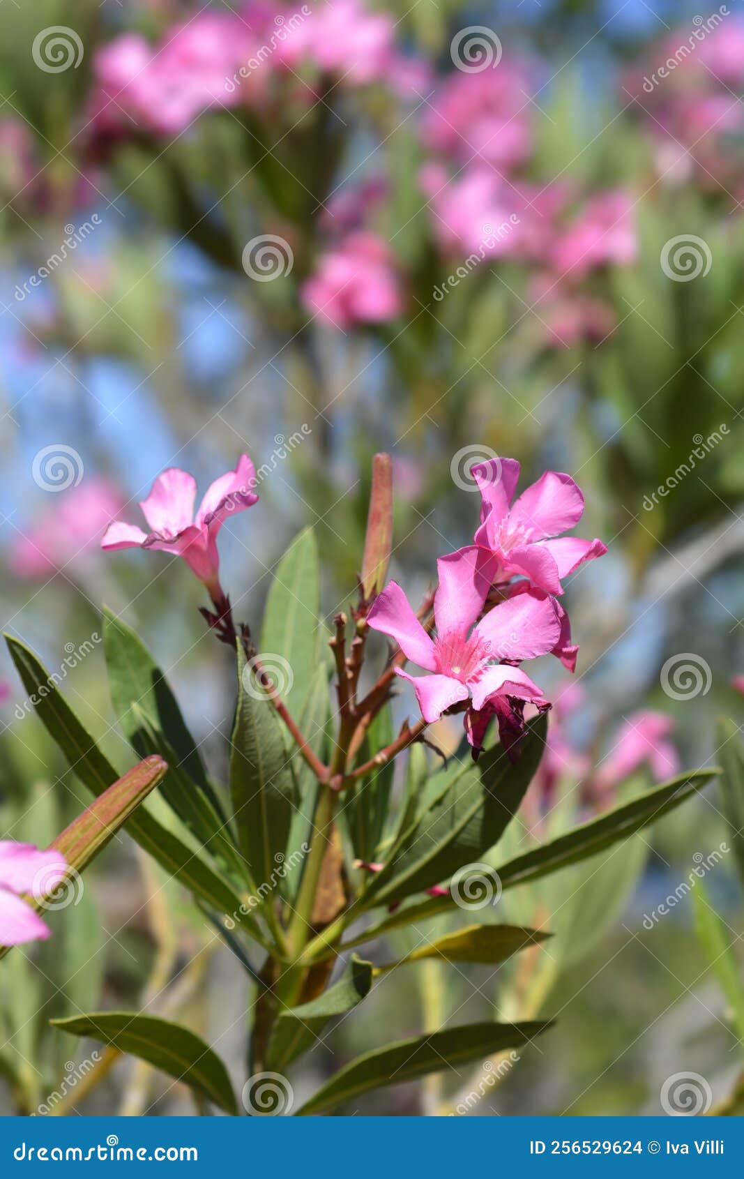 Common oleander stock photo. Image of oleander, plant - 256529624