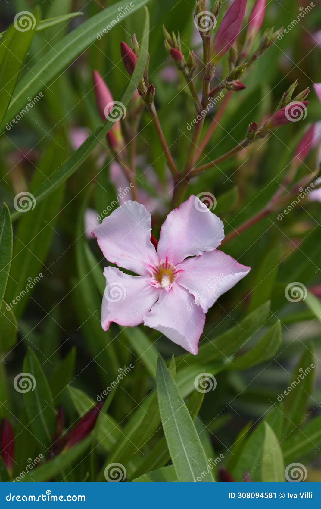 Common oleander stock image. Image of flower, oleander - 308094581