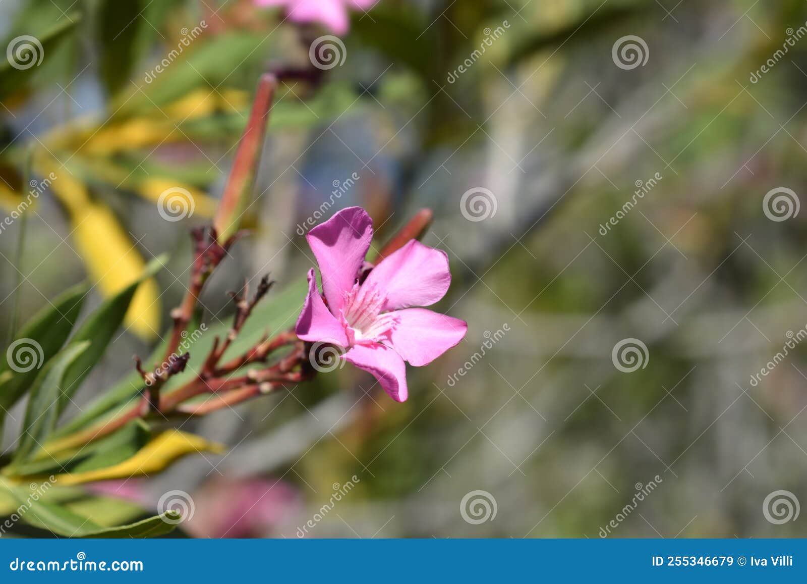 Common oleander stock image. Image of summer, flower - 255346679