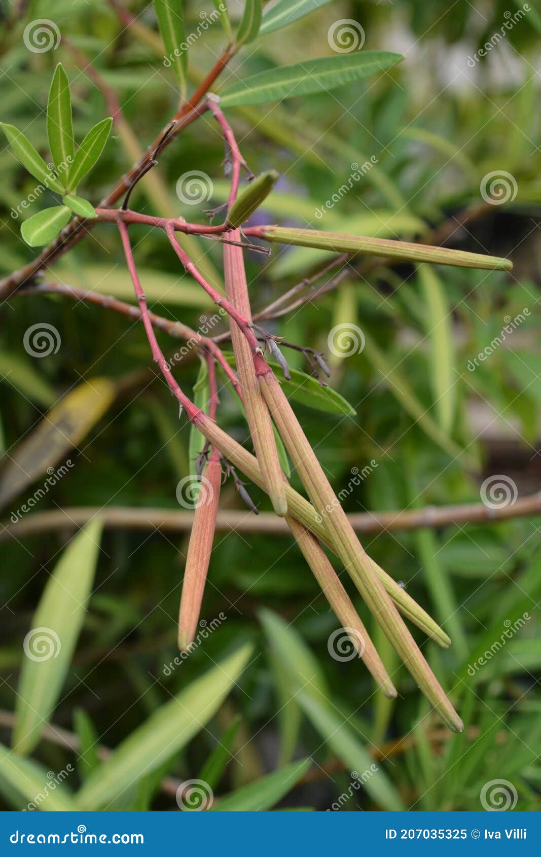 Common oleander stock image. Image of tree, nerium, outdoors - 207035325