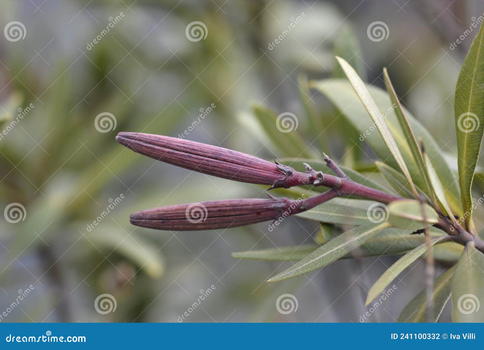 Common oleander stock photo. Image of nature, garden - 241100332
