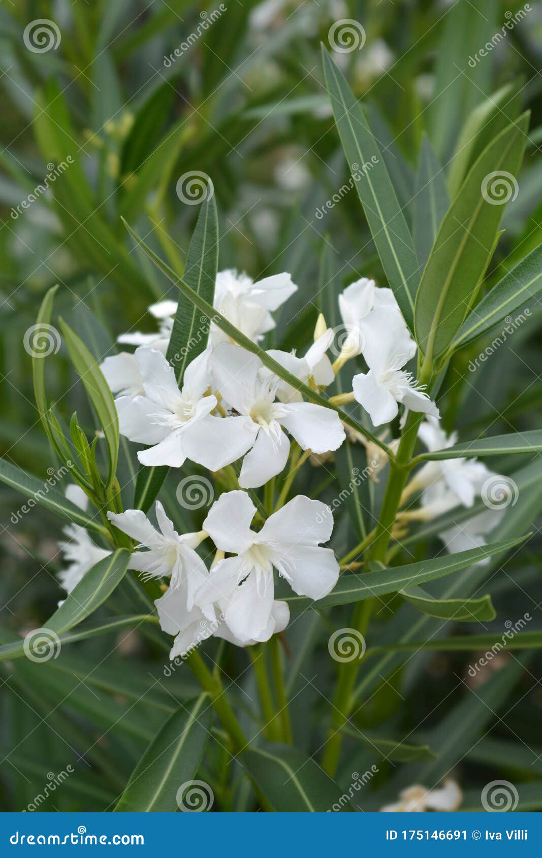 Common oleander stock image. Image of close, nerium - 175146691