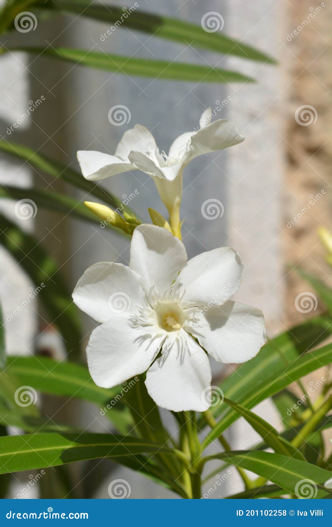 Common oleander stock photo. Image of plant, outdoors - 201102258