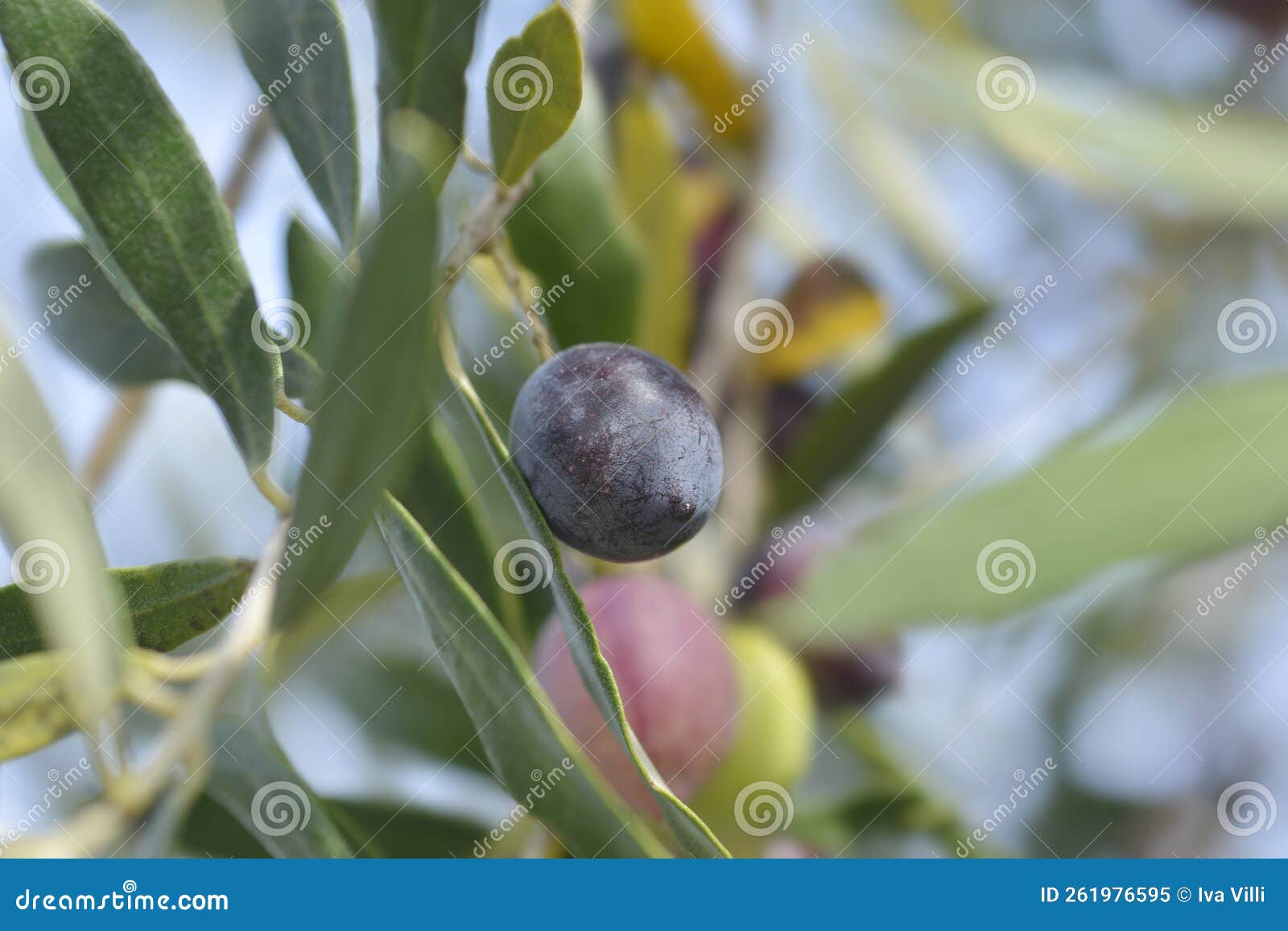 Common olive stock image. Image of fruit, branch, olive - 261976595