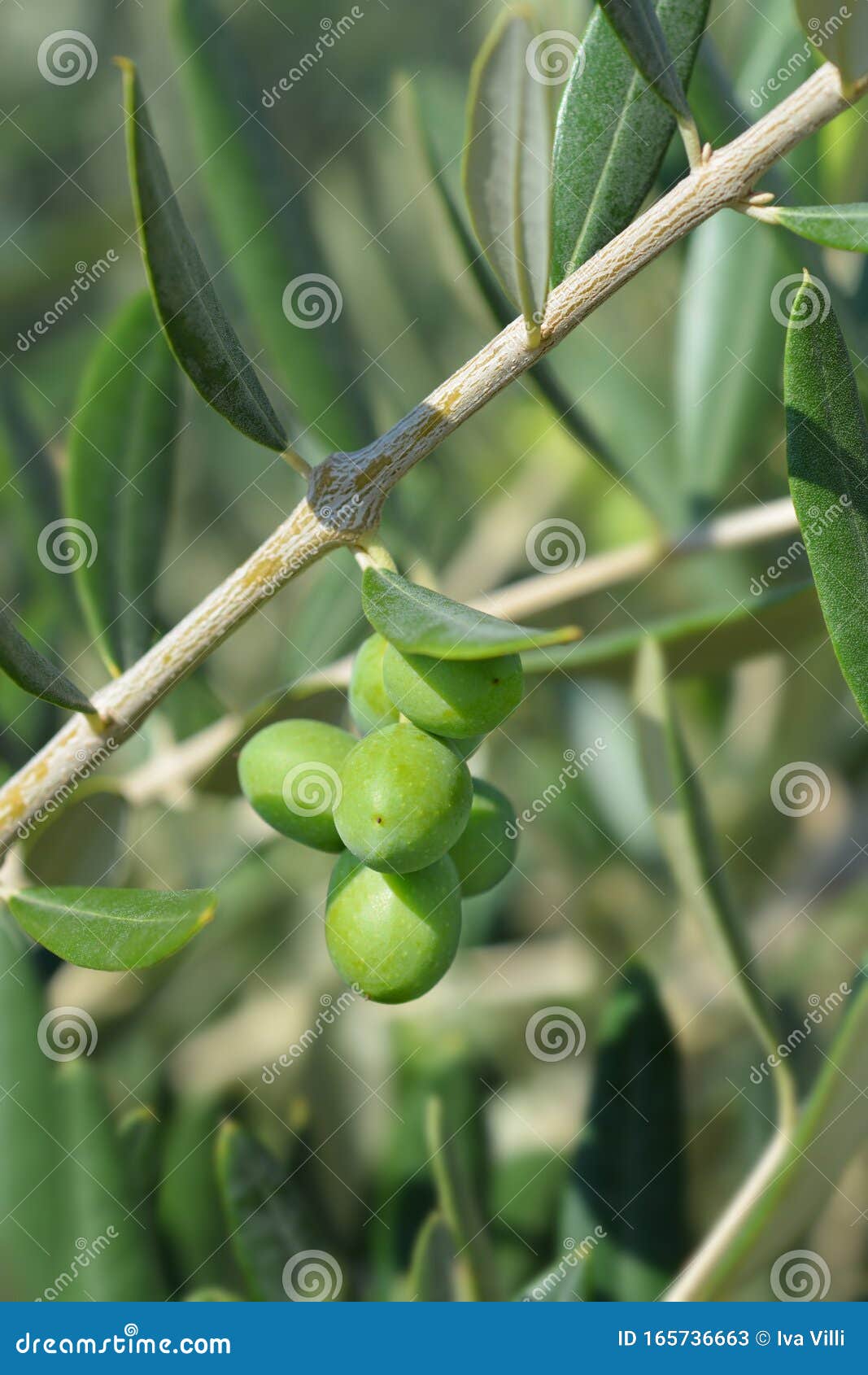 Common olive stock image. Image of nature, green, close - 165736663