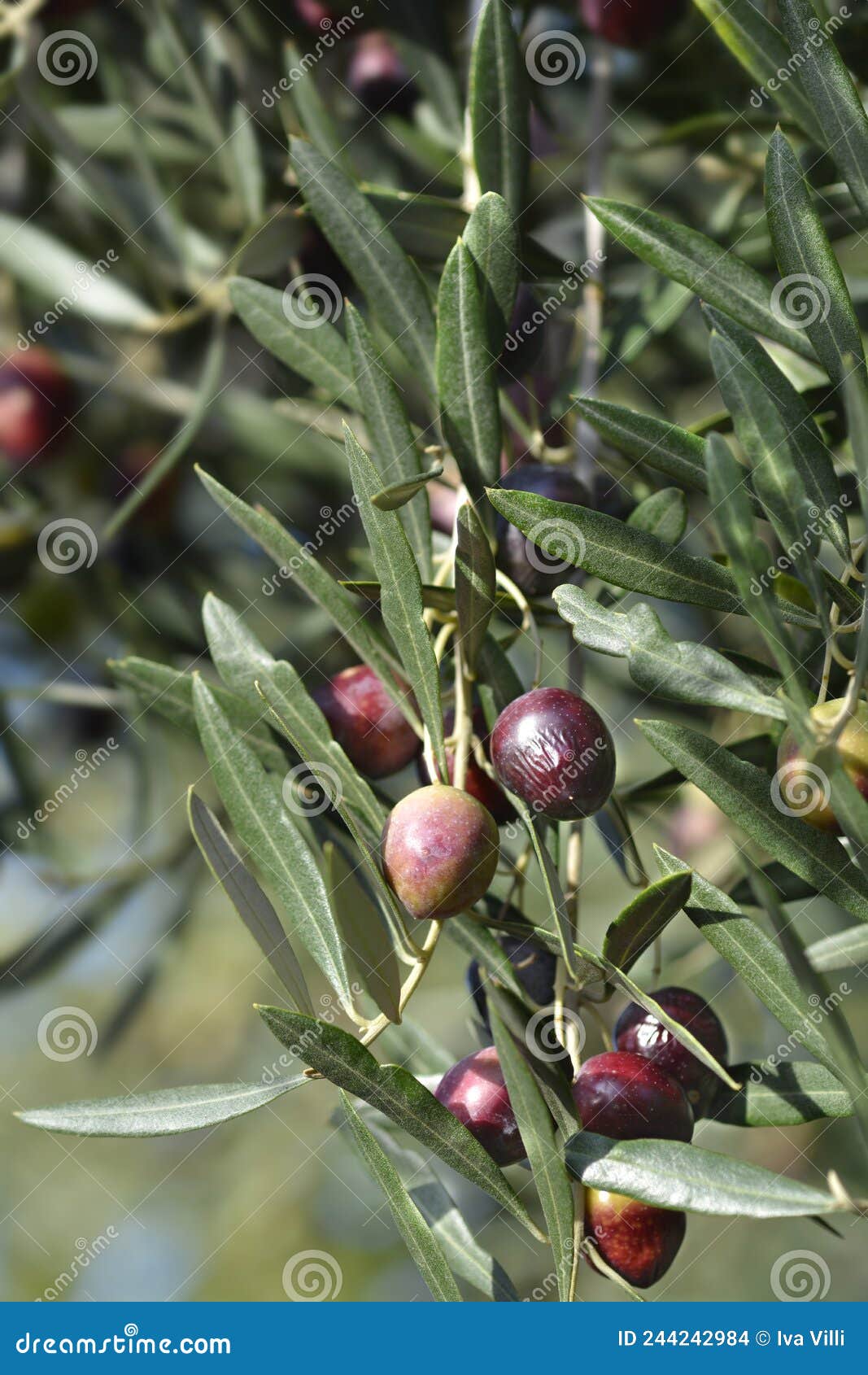 Common olive stock photo. Image of brown, plant, autumn - 244242984