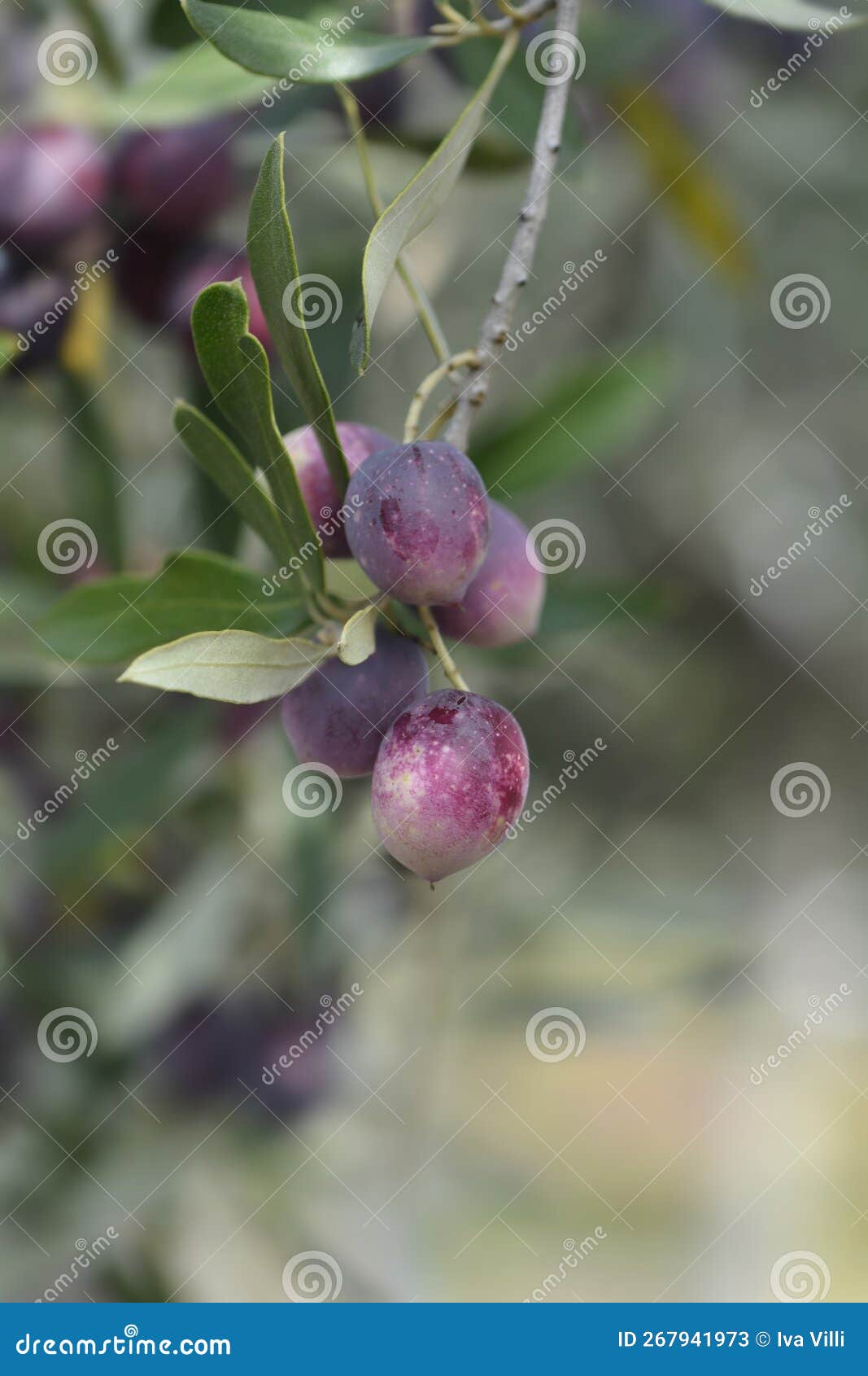 Common olive stock image. Image of black, outdoors, close - 267941973