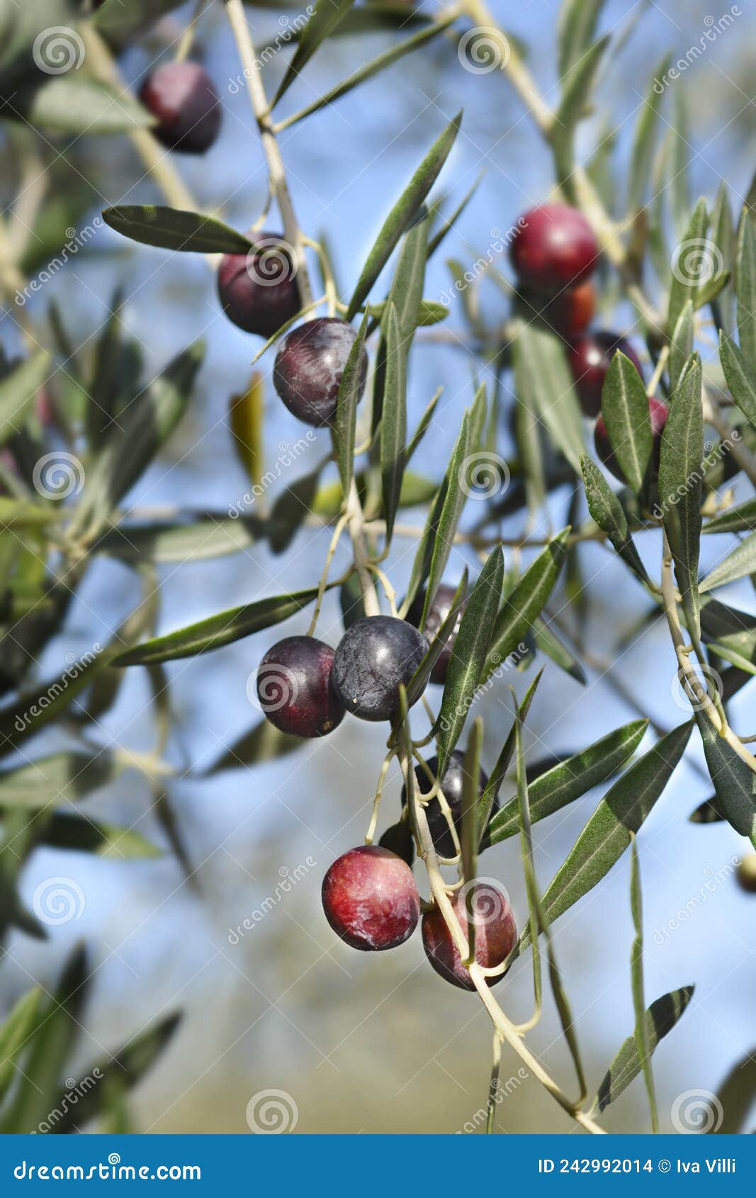 Common olive stock photo. Image of branch, botany, europaea - 242992014