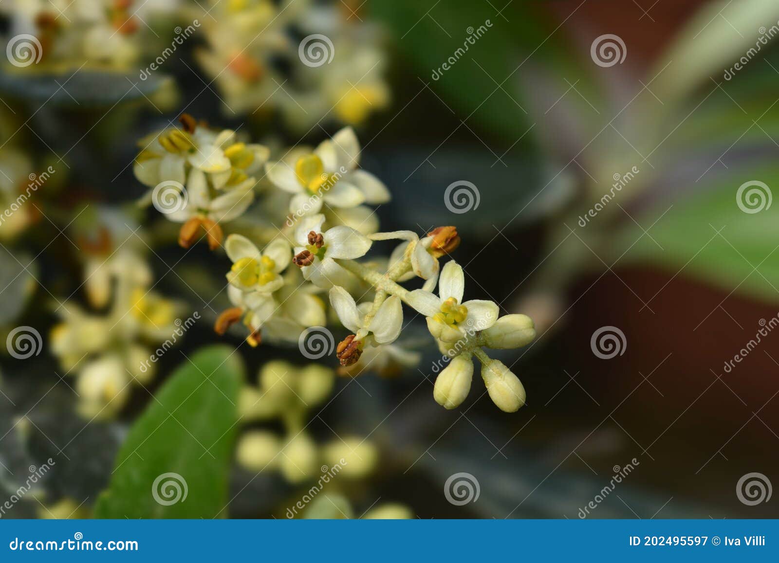 Common olive stock image. Image of olive, tree, europaea - 202495597