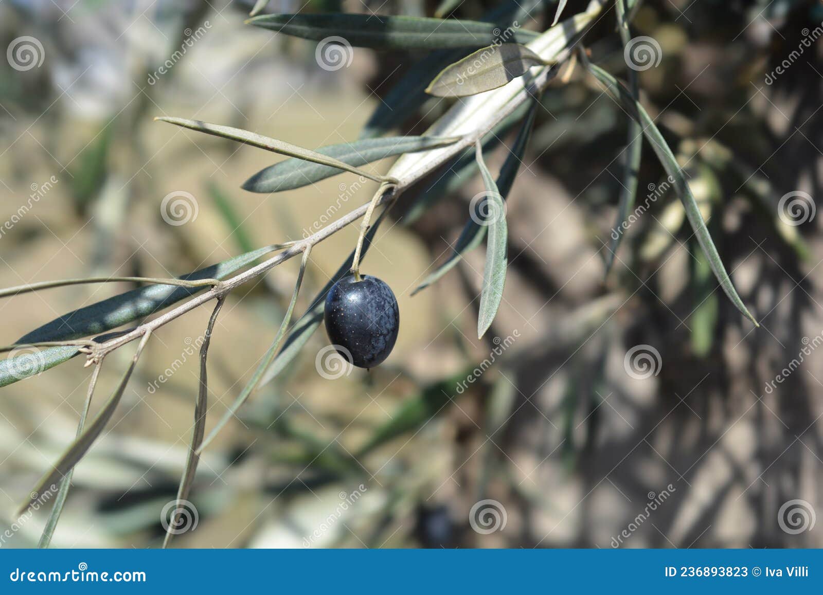 Common olive stock image. Image of olive, olea, green - 236893823