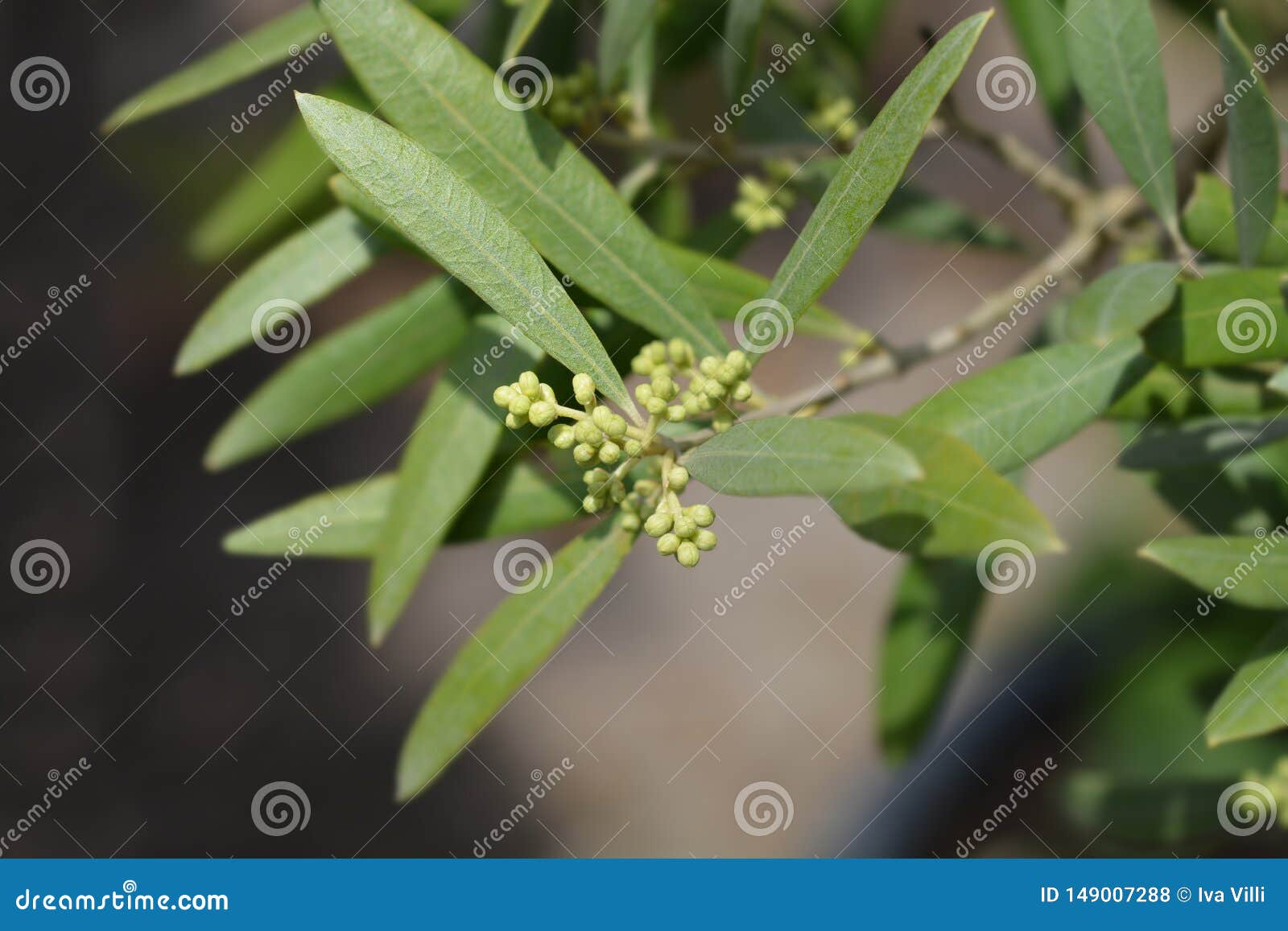 Common olive stock photo. Image of tree, nature, close - 149007288