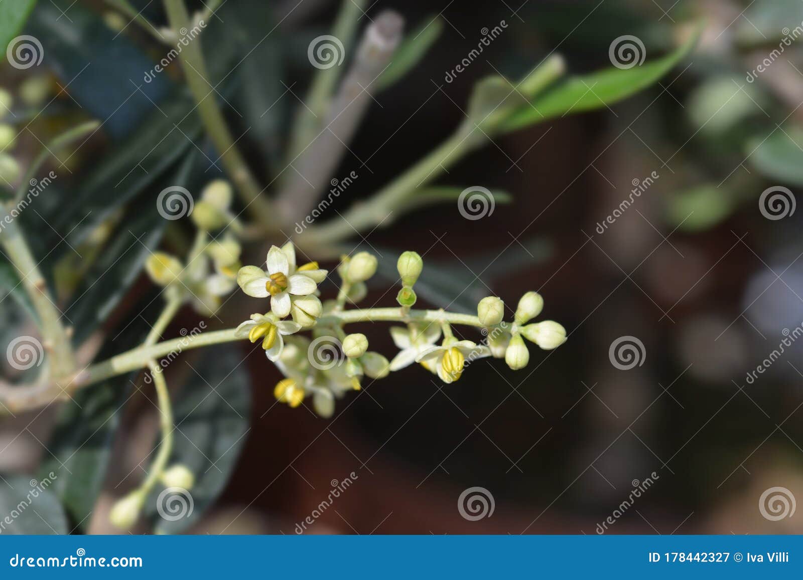 Common olive stock image. Image of leaf, olive, flower - 178442327
