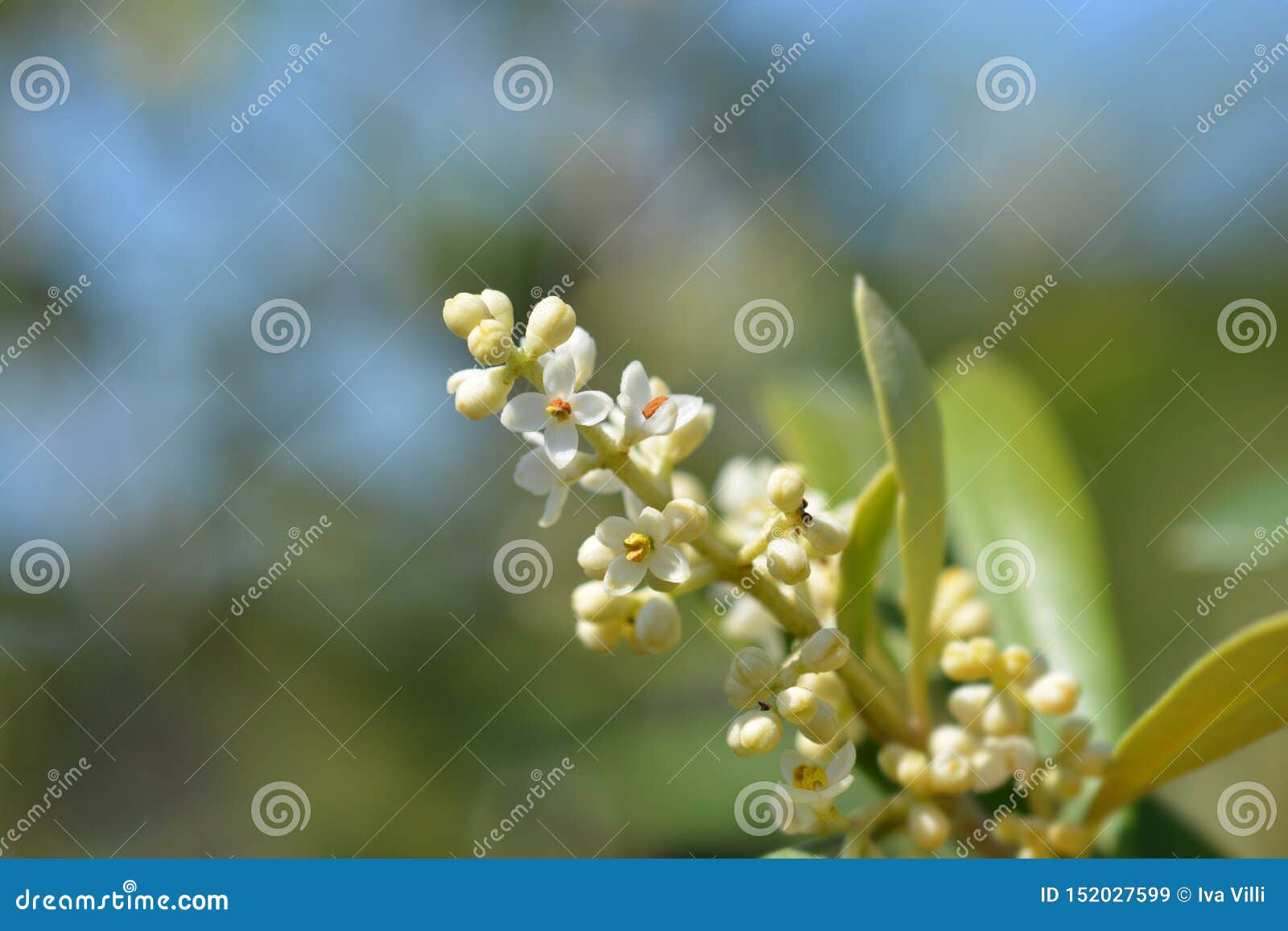 Common olive stock image. Image of nature, green, close - 152027599