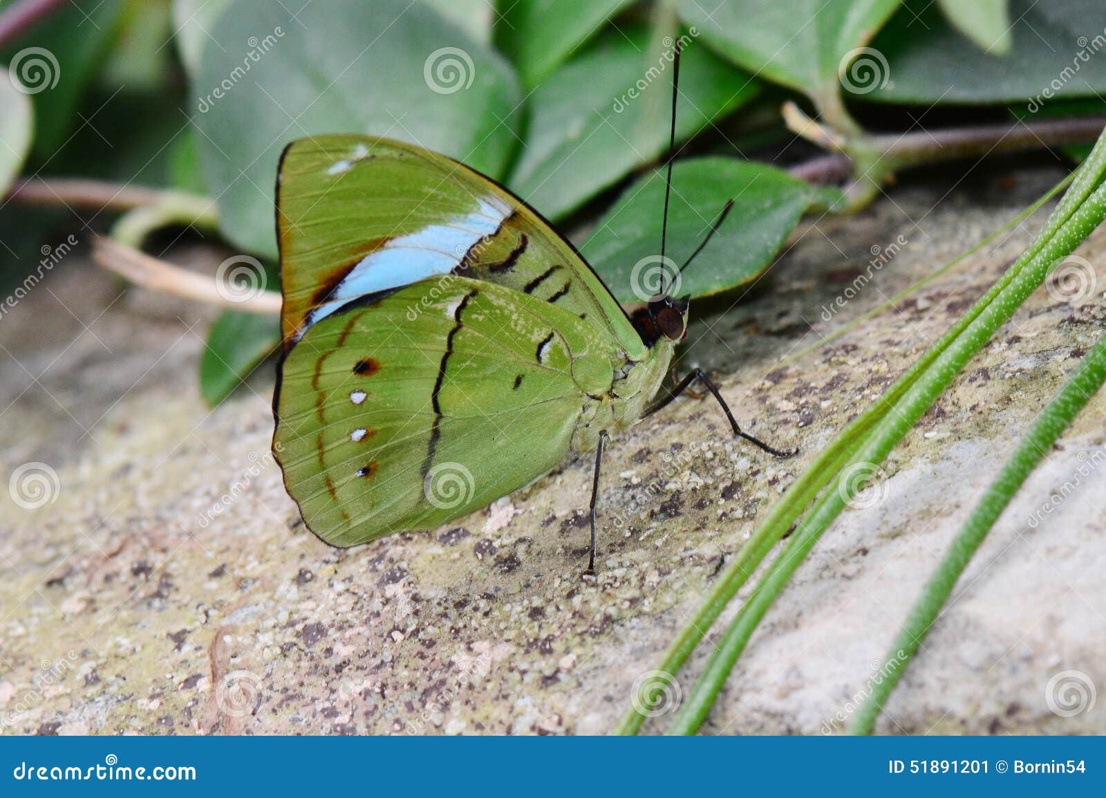 Common Olive Wing Butterfly Stock Image - Image of olive, profile: 51891201