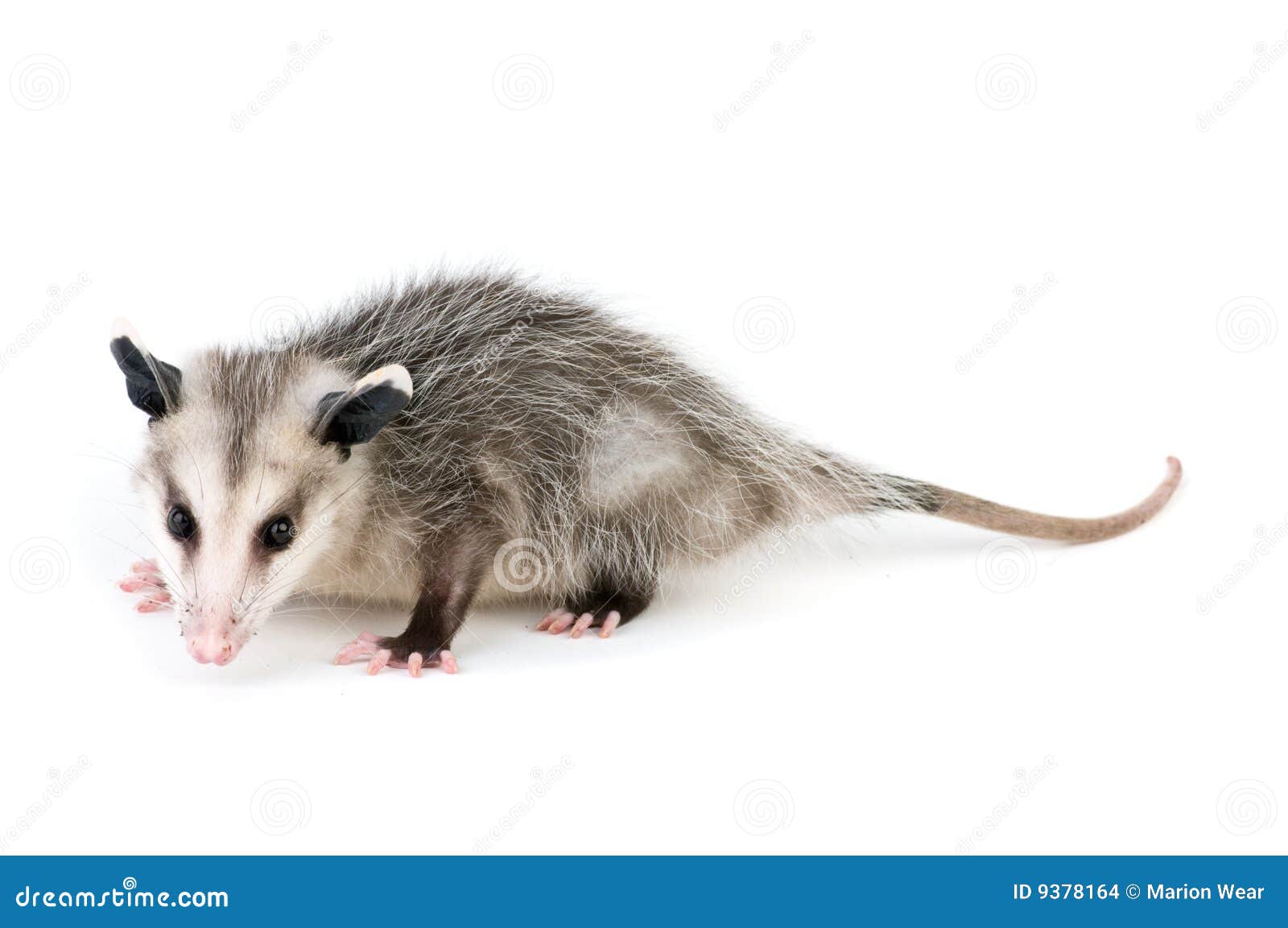 Common Opossum stock photo. Image of snout, animal, opossum - 9378164