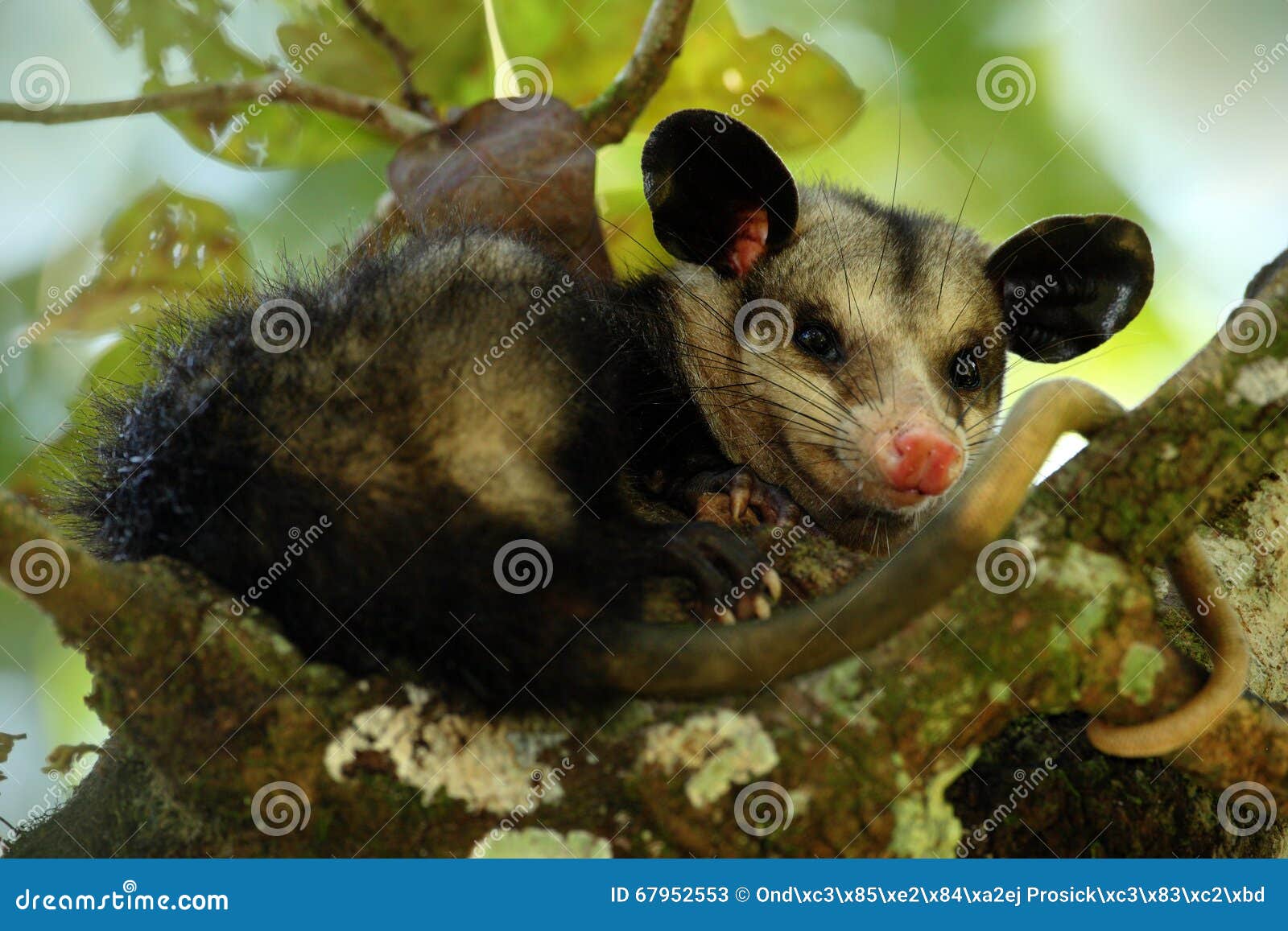 Common Opossum stock image. Image of carnivore, costa - 67952553