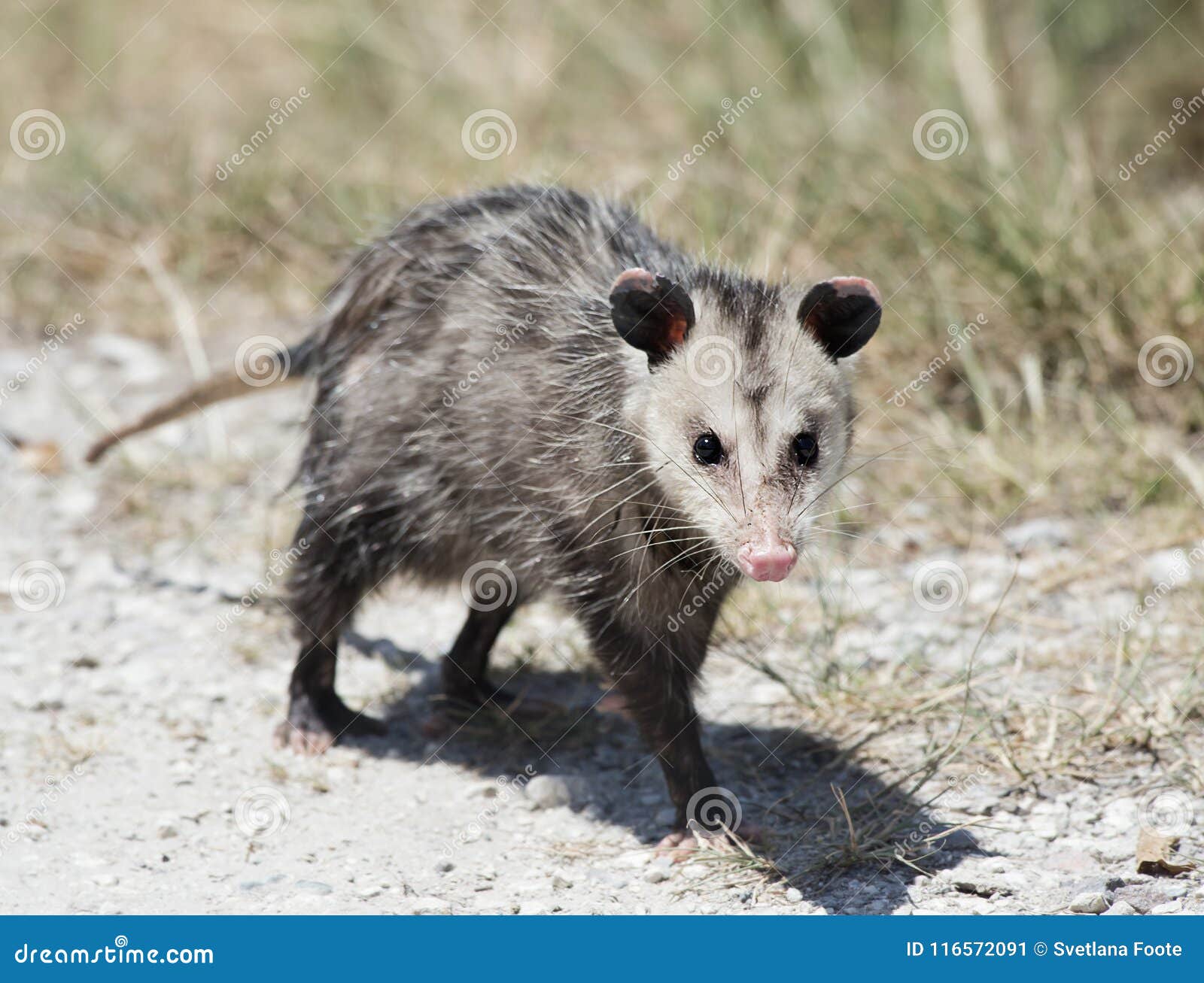 Common Opossum, Didelphis Marsupialis, Wild Nature, Belize Royalty-Free ...