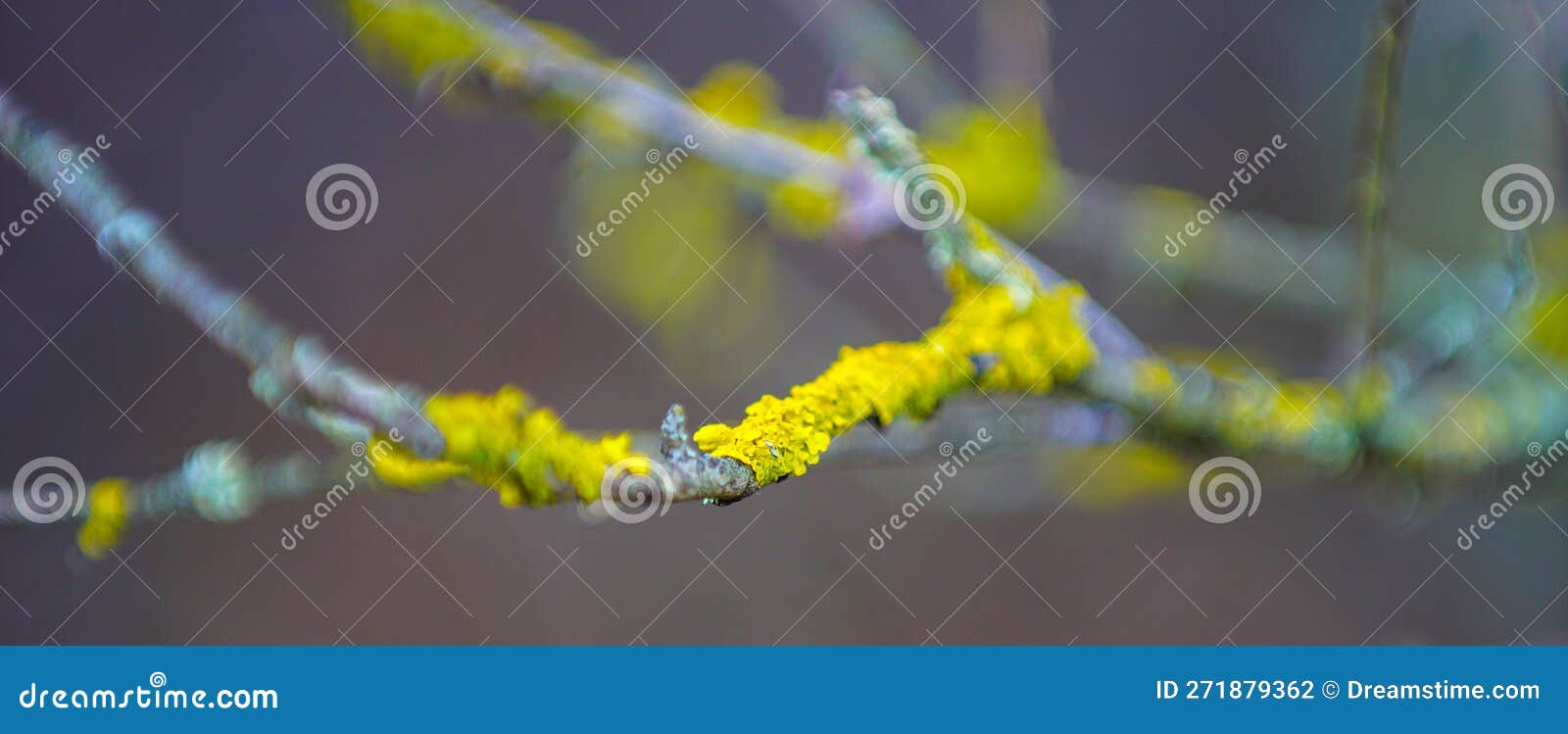 Common Orange Lichen on a Fruit Tree Twig Stock Photo - Image of funghi ...