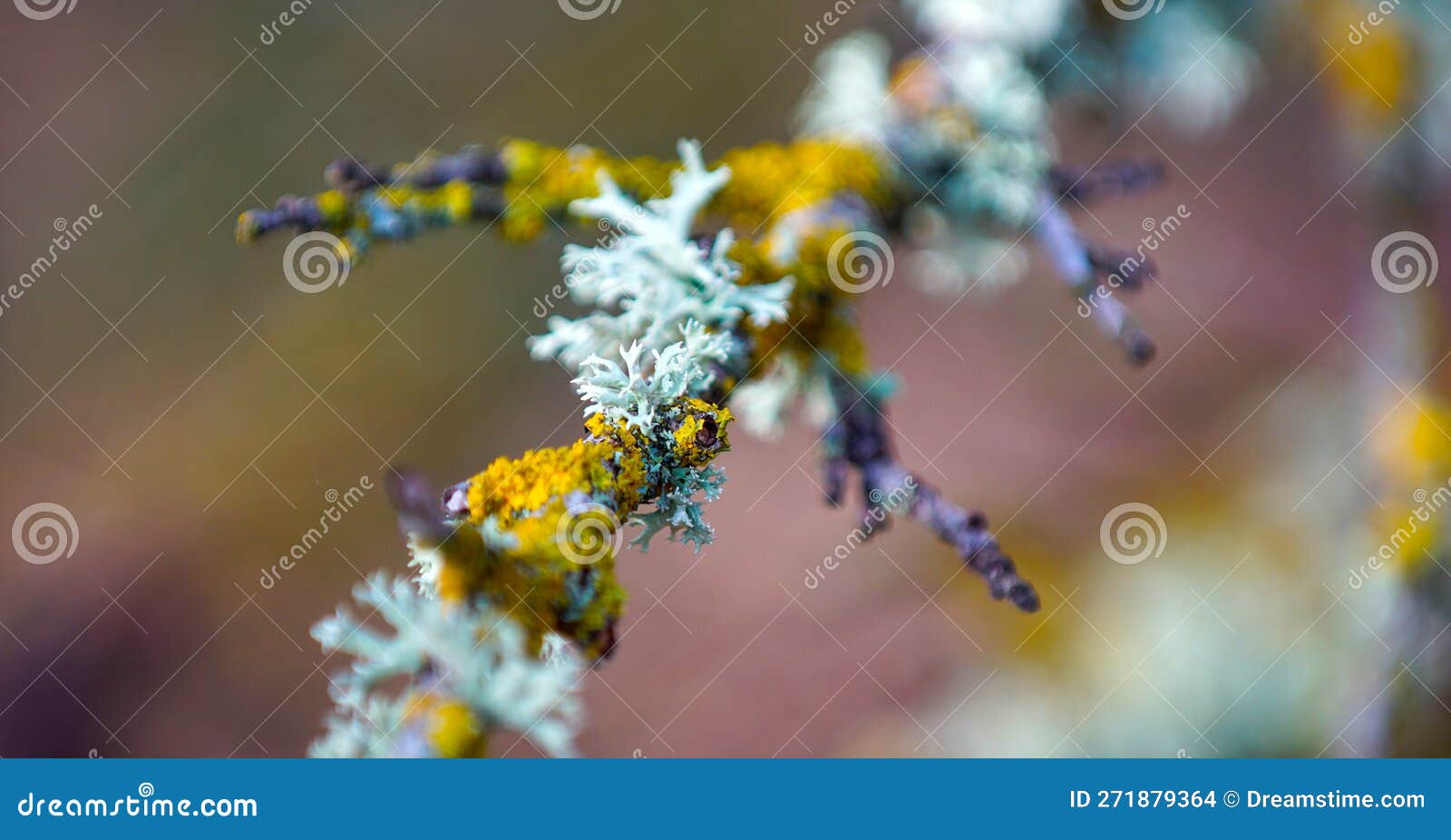 Common Orange Lichen on a Fruit Tree Twig Stock Photo - Image of ...