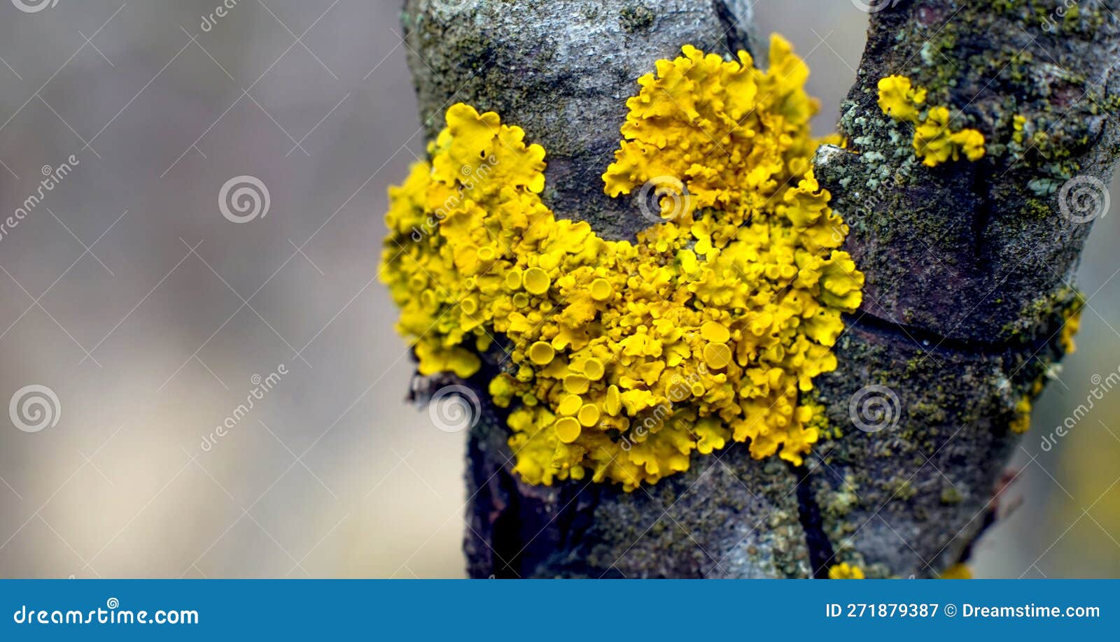 Common Orange Lichen on a Fruit Tree Twig Stock Image - Image of fungus ...