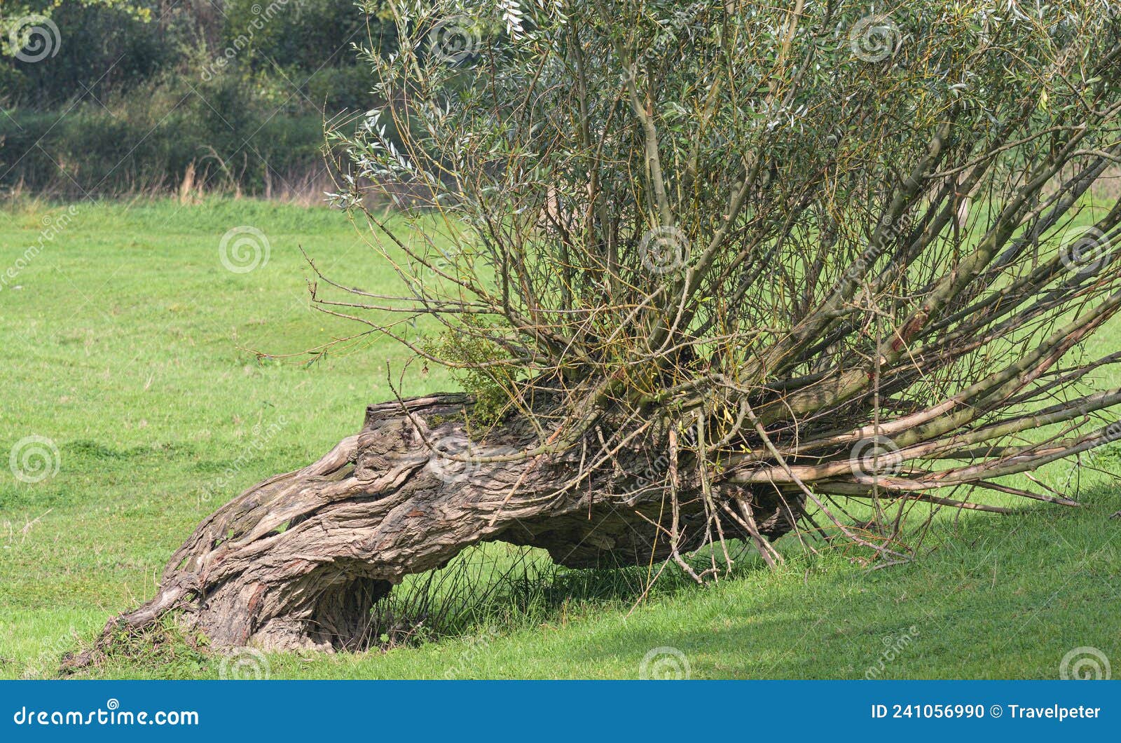 Common Osier or Basket Willow TreeSalix Viminalis Stock Photo - Image ...