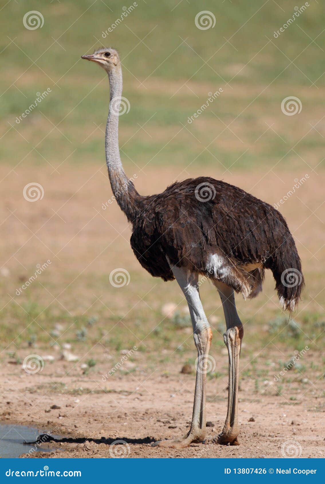 Common Ostrich stock photo. Image of africa, birds, wild - 13807426