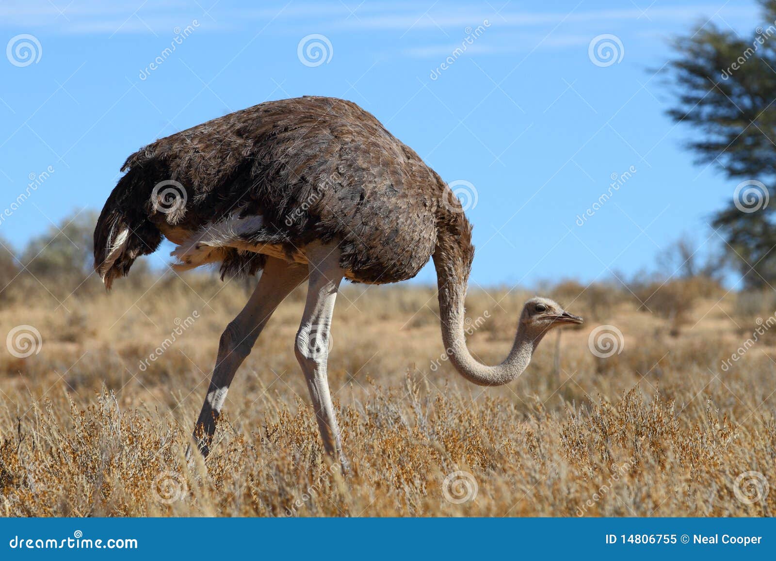 Common Ostrich stock image. Image of wild, largest, africa - 14806755