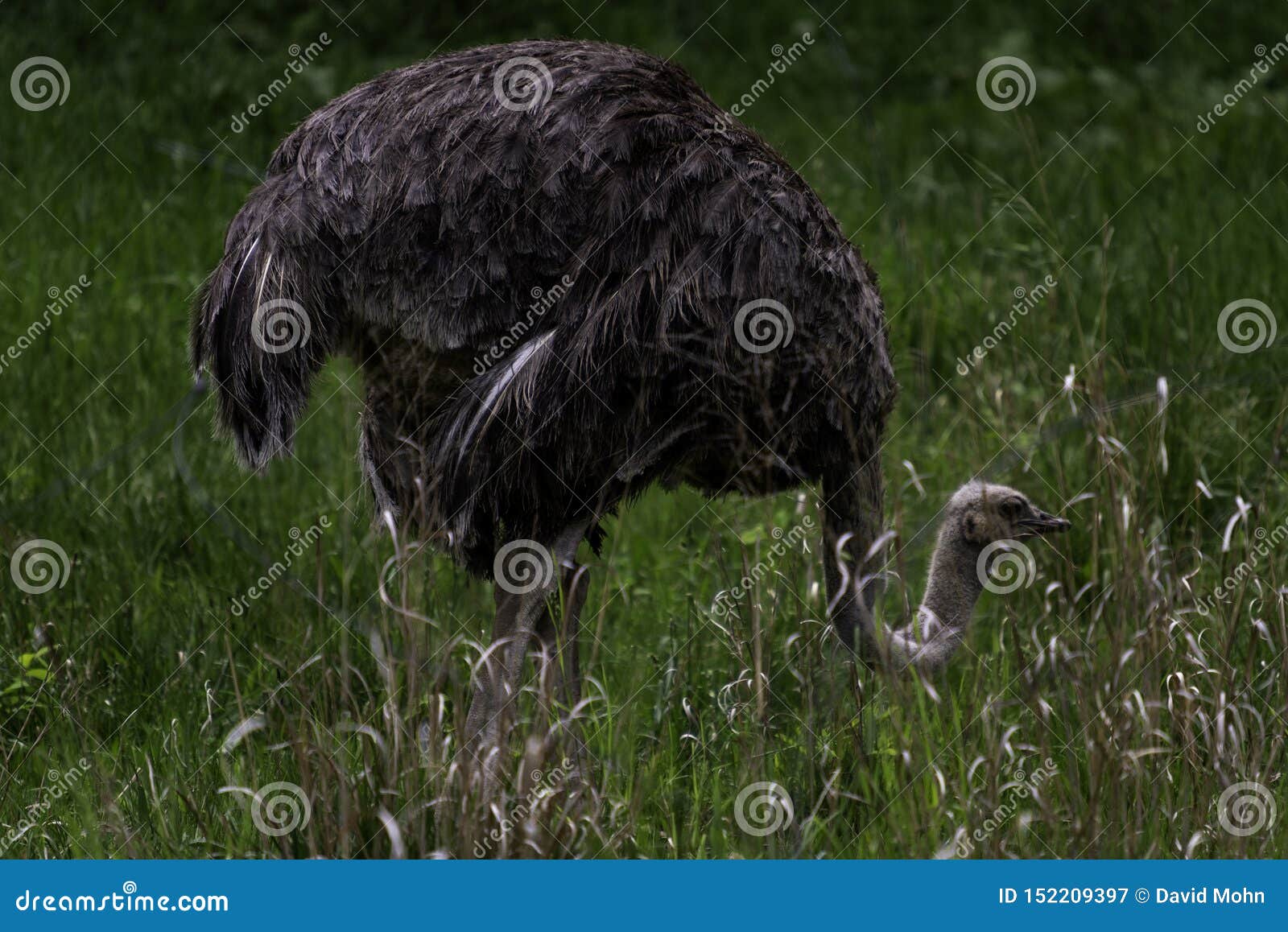Common Ostrich Wandering through a Field of Tall Grass Stock Image ...