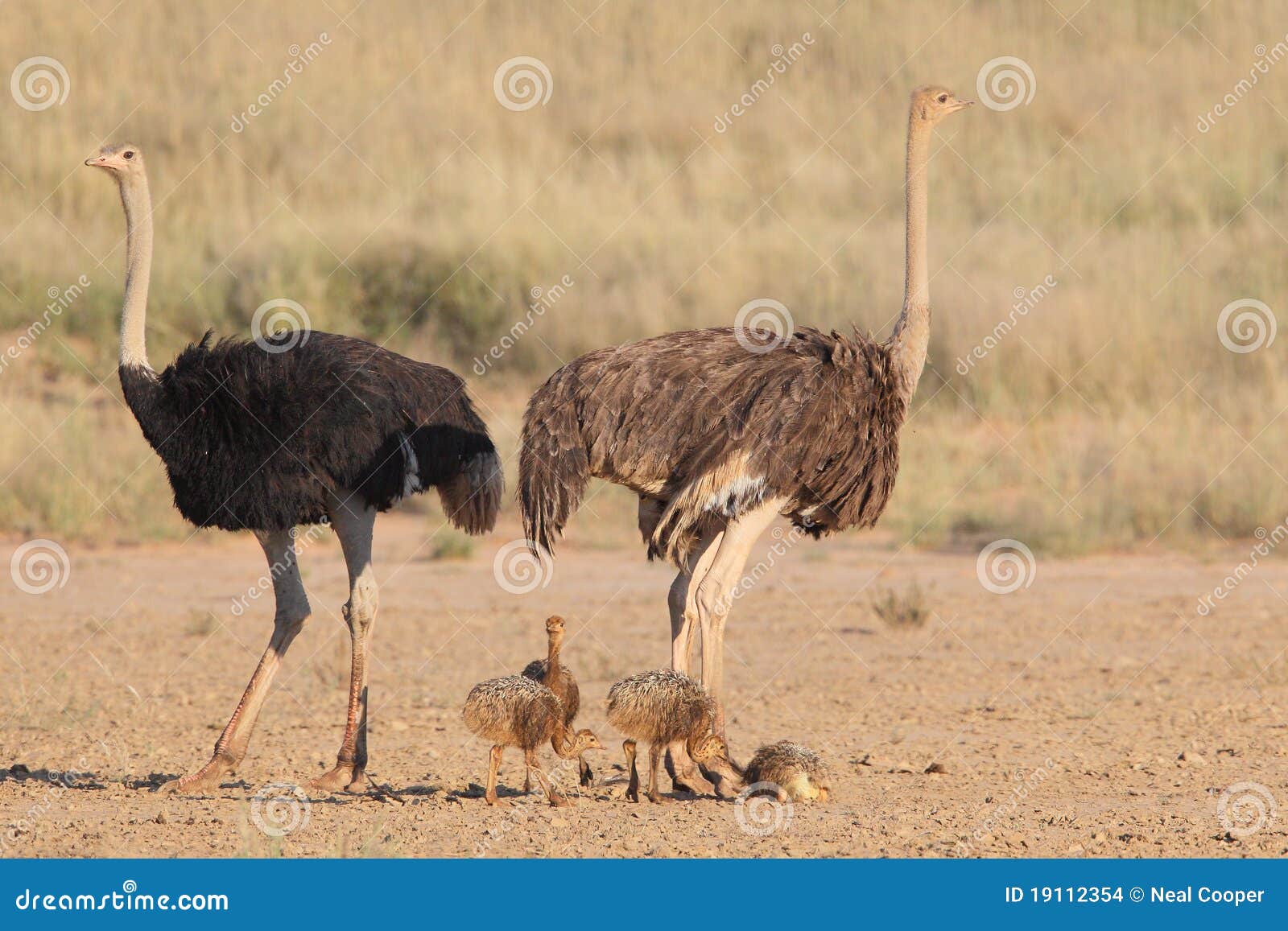 Common Ostrich stock photo. Image of male, africa, largest - 19112354