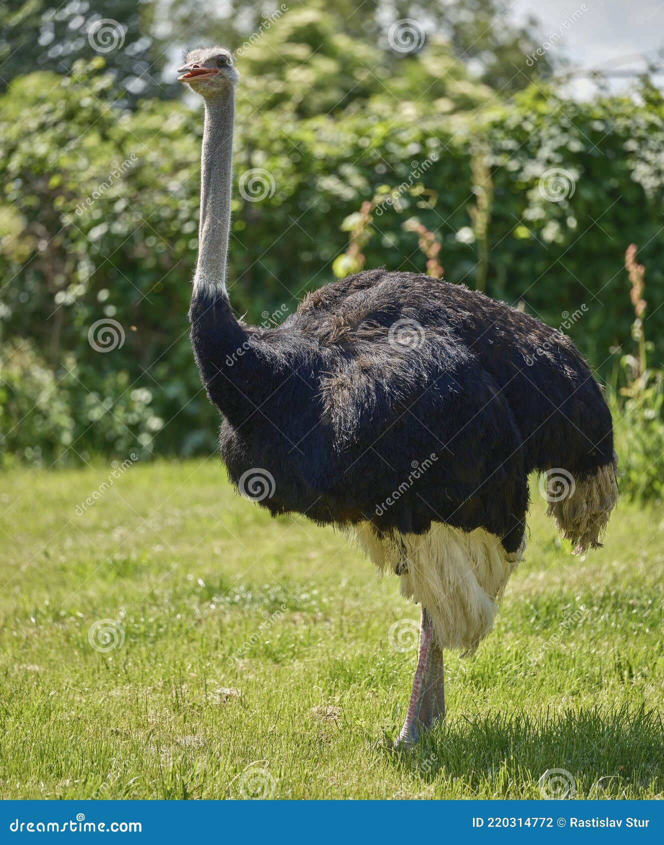Common Ostrich, Biggest and Fastest Bird Stock Photo - Image of high ...