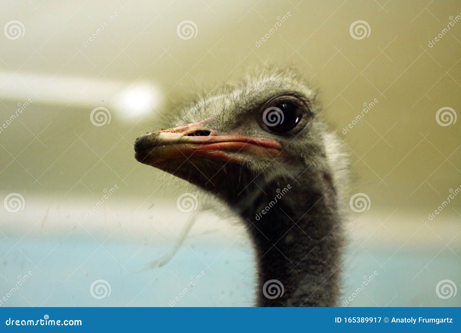 Common Ostrich Bird Struthio Camelus Head Top View Close-up Stock Image ...